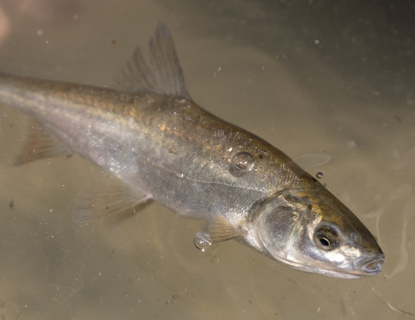 Clear Lake hitch 12 | FWS.gov