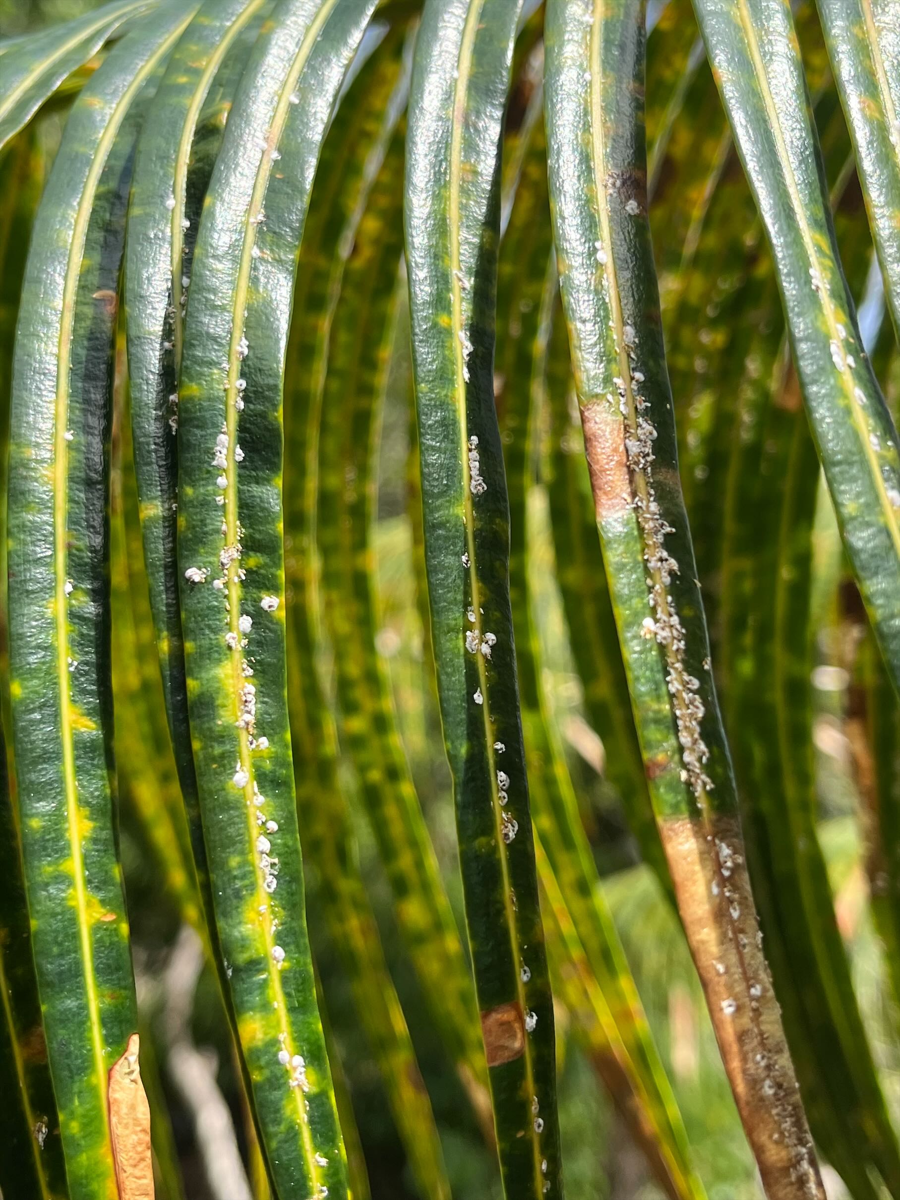 Cycad scale on fadang | FWS.gov