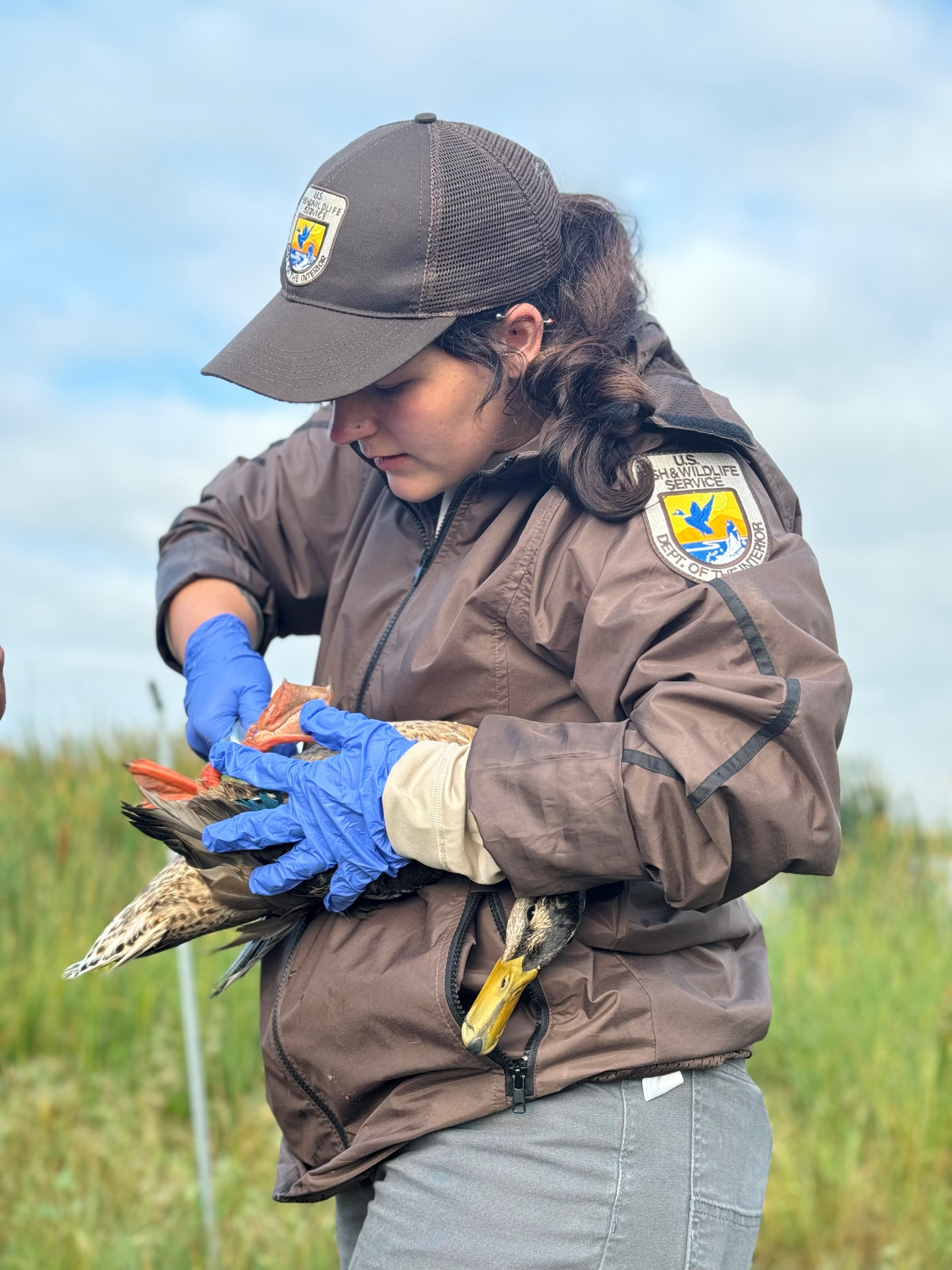 Courtney South banding a duck | FWS.gov