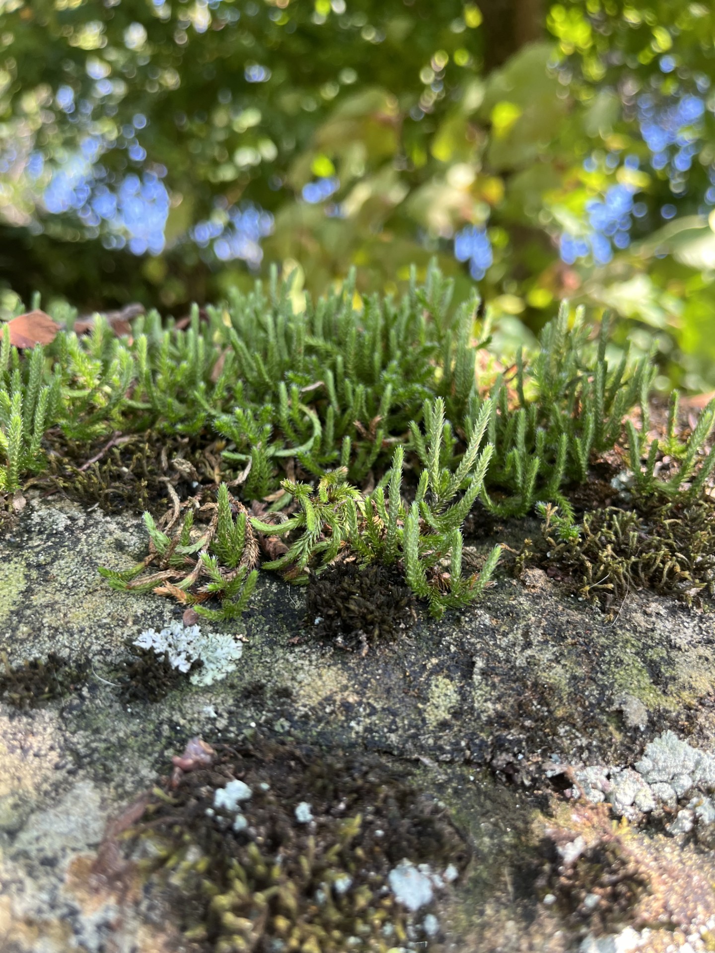 Ledge Spikemoss (Selaginella rupestris) | FWS.gov