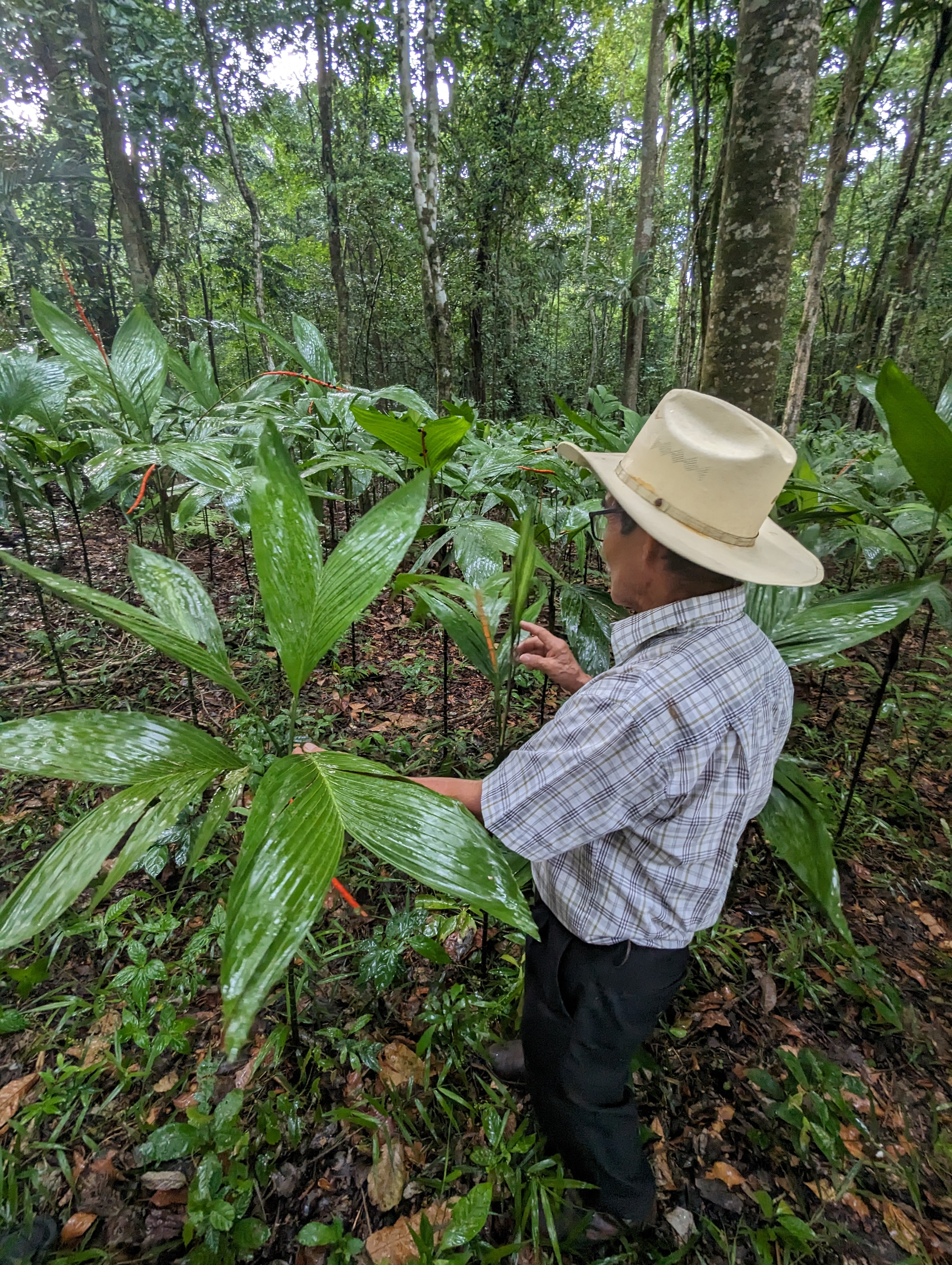 Community forester showing Xate plant (International Affairs) | FWS.gov