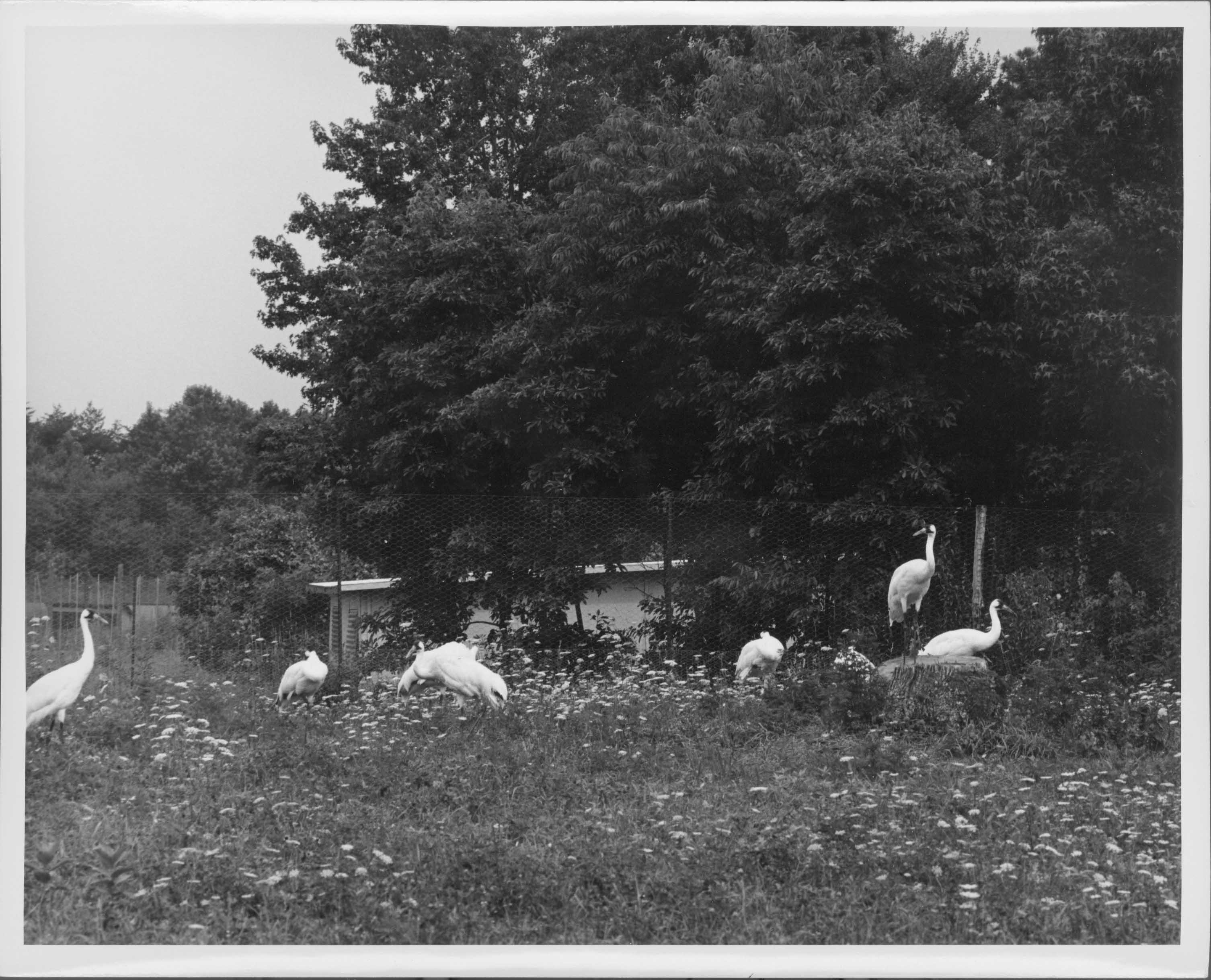 Whooping Cranes at Patuxent Research Refuge, 1971 | FWS.gov