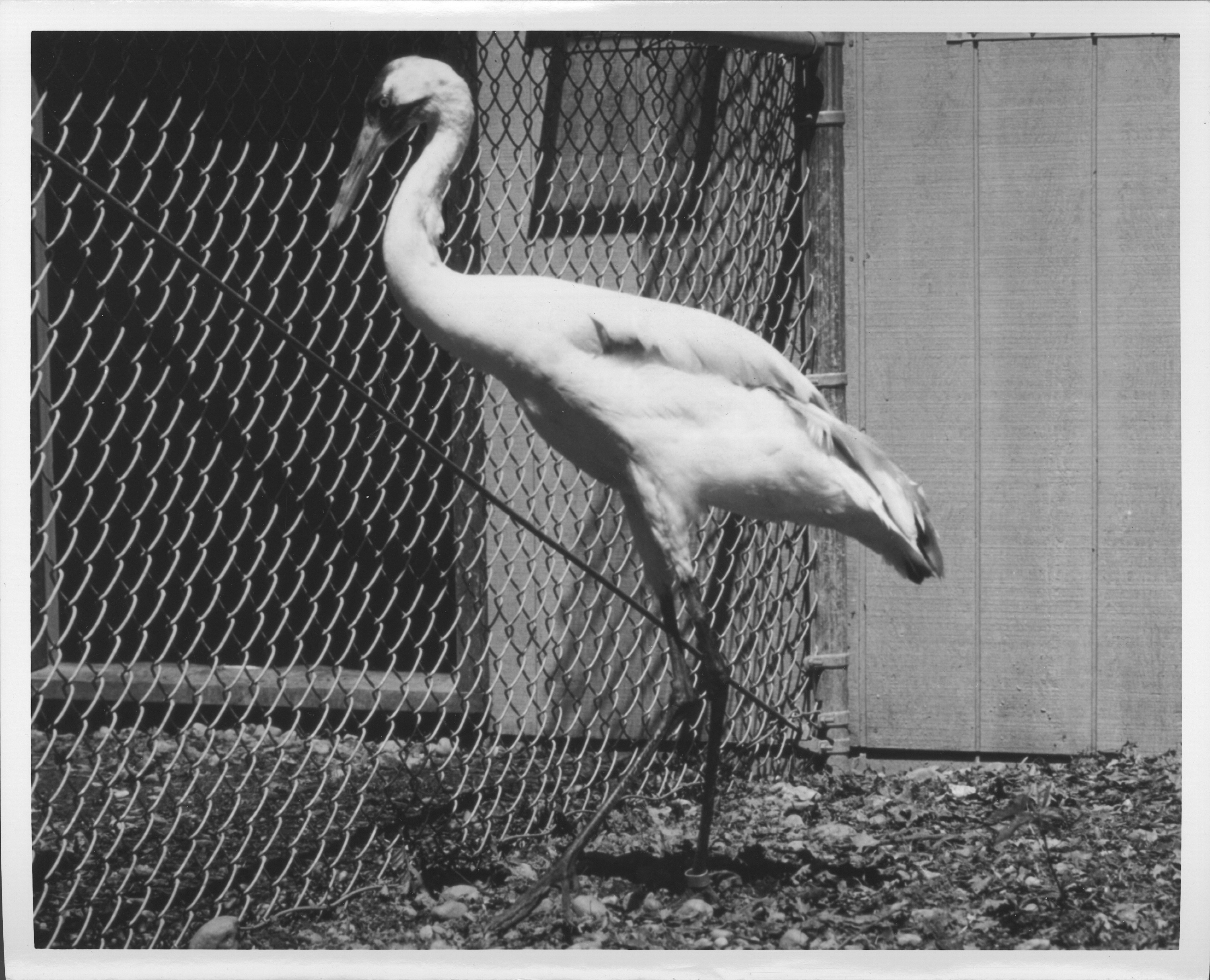 Whooping Crane "Ichabod" at Patuxent Research Refuge, c. 1980's | FWS.gov