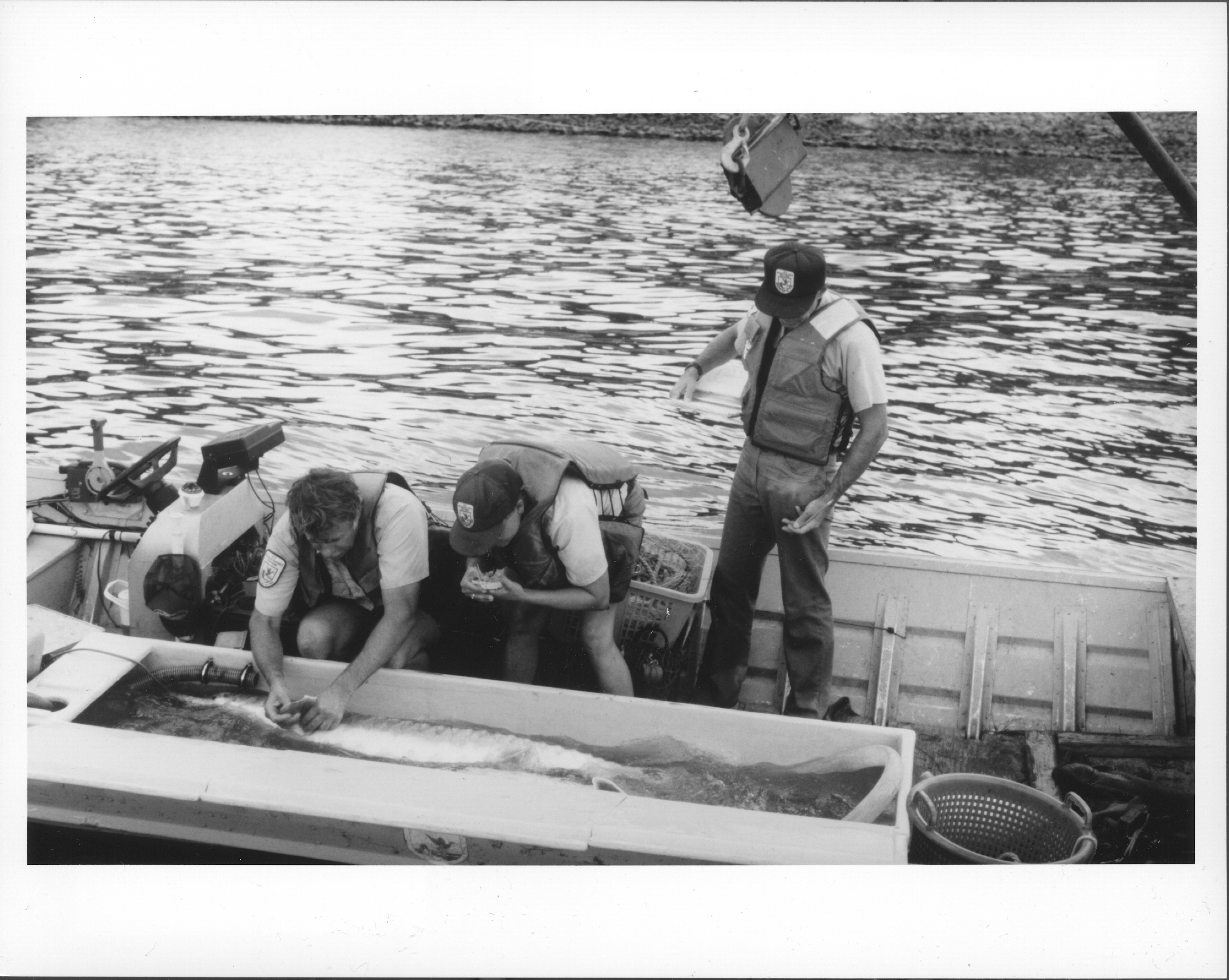 Tagging Sturgeon on the Apalachicola River, Florida, late 1980s-early ...