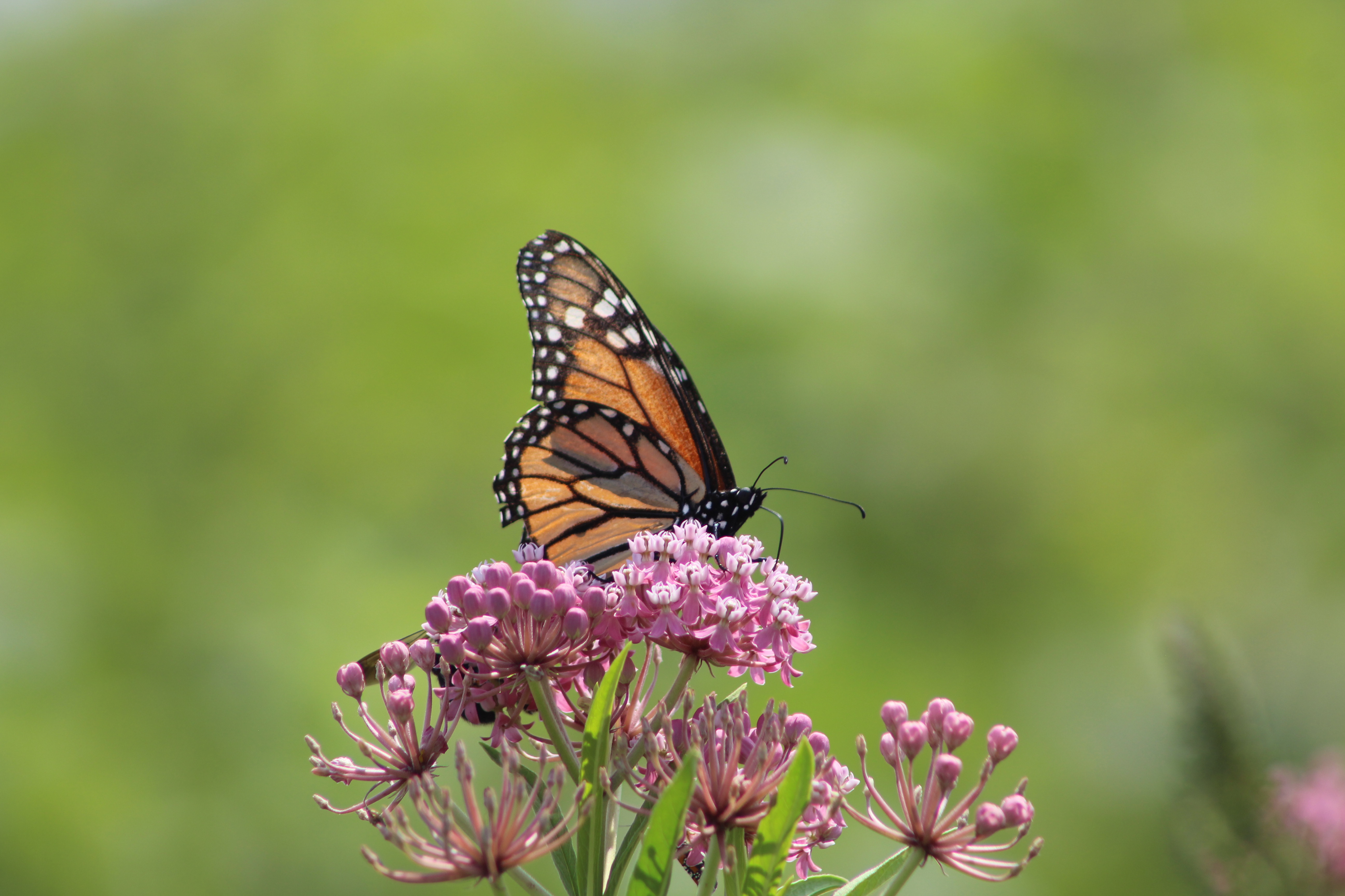 Monarch butterfly on swamp milkweed | FWS.gov