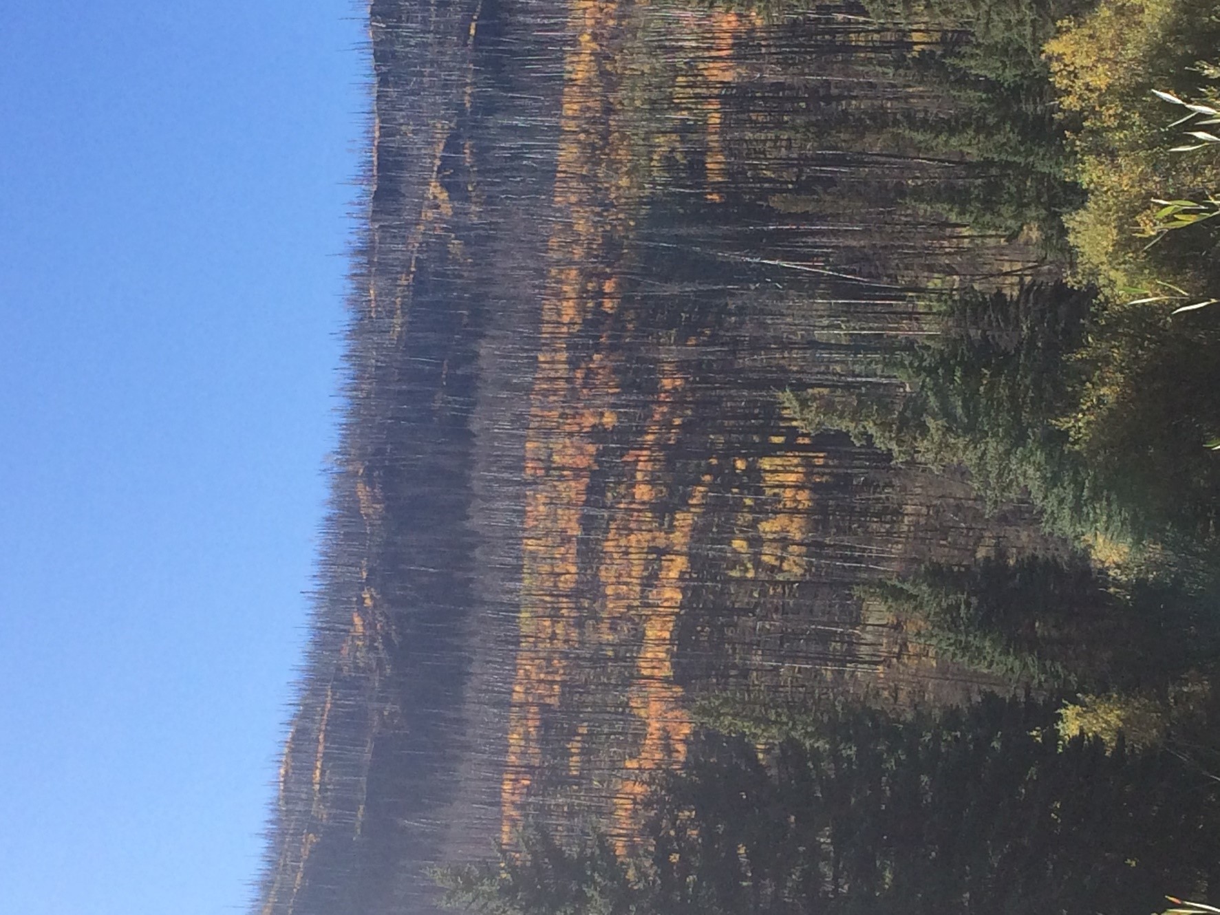 Barren Trees Upper Rio Grande Basin | FWS.gov
