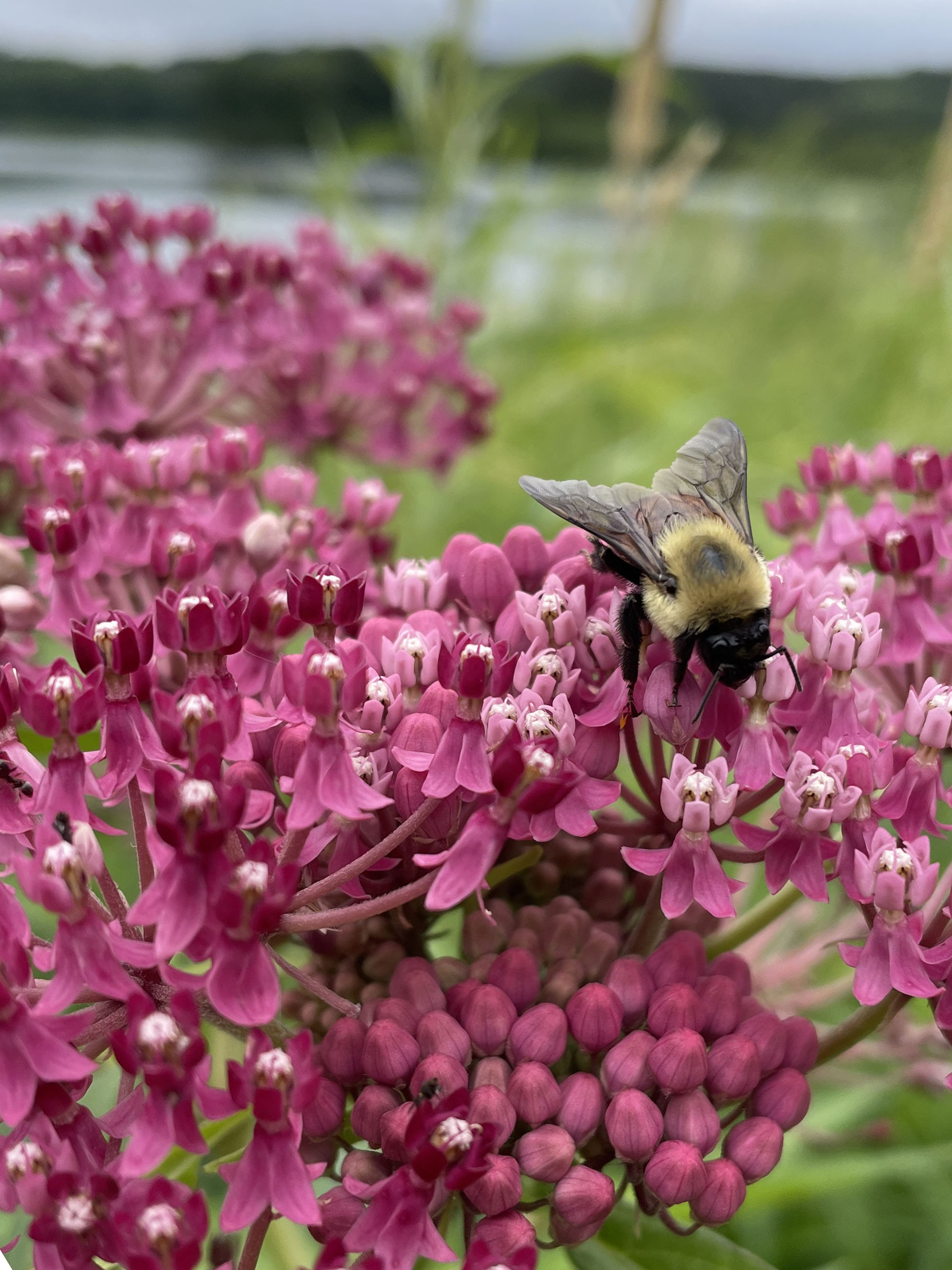 Bumble bee on swamp milkweed | FWS.gov