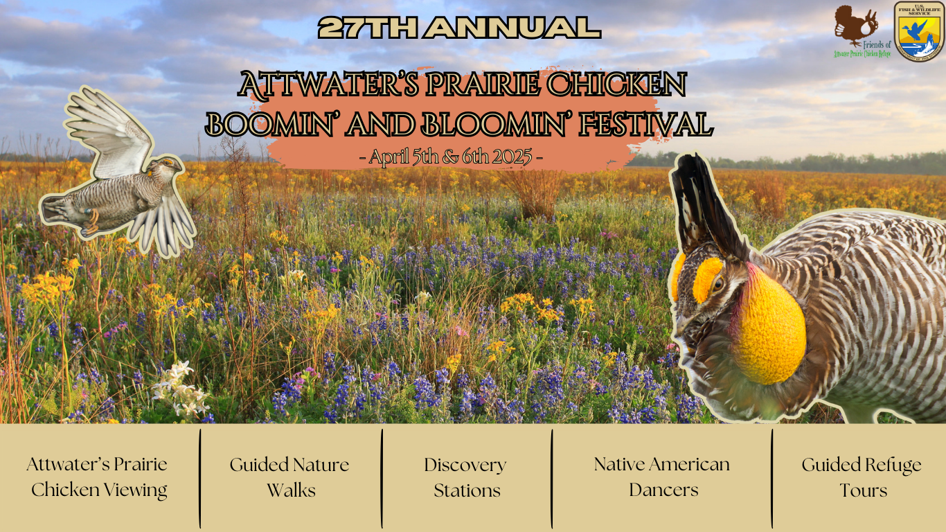 27th Annual Attwater's Prairie Chicken Boomin' and Bloomin' Festival ...