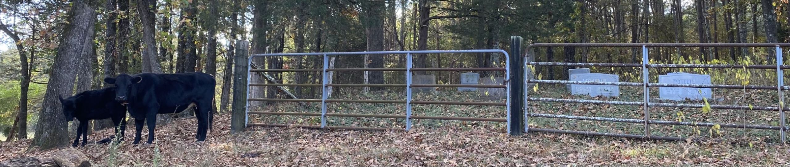 Trinice cemetery | FWS.gov