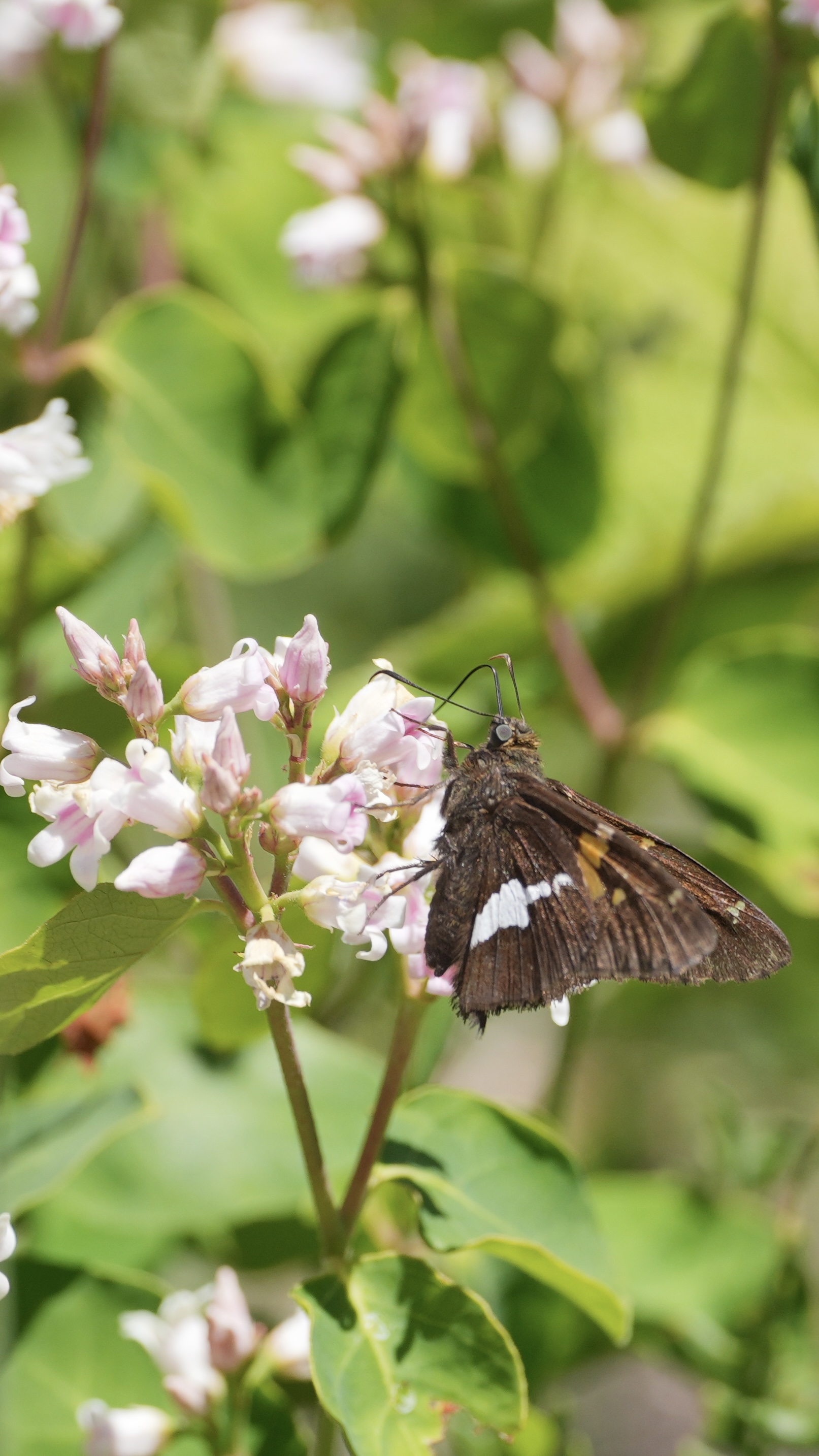 Silver-spotted Skipper (Epargyreus clarus) | FWS.gov