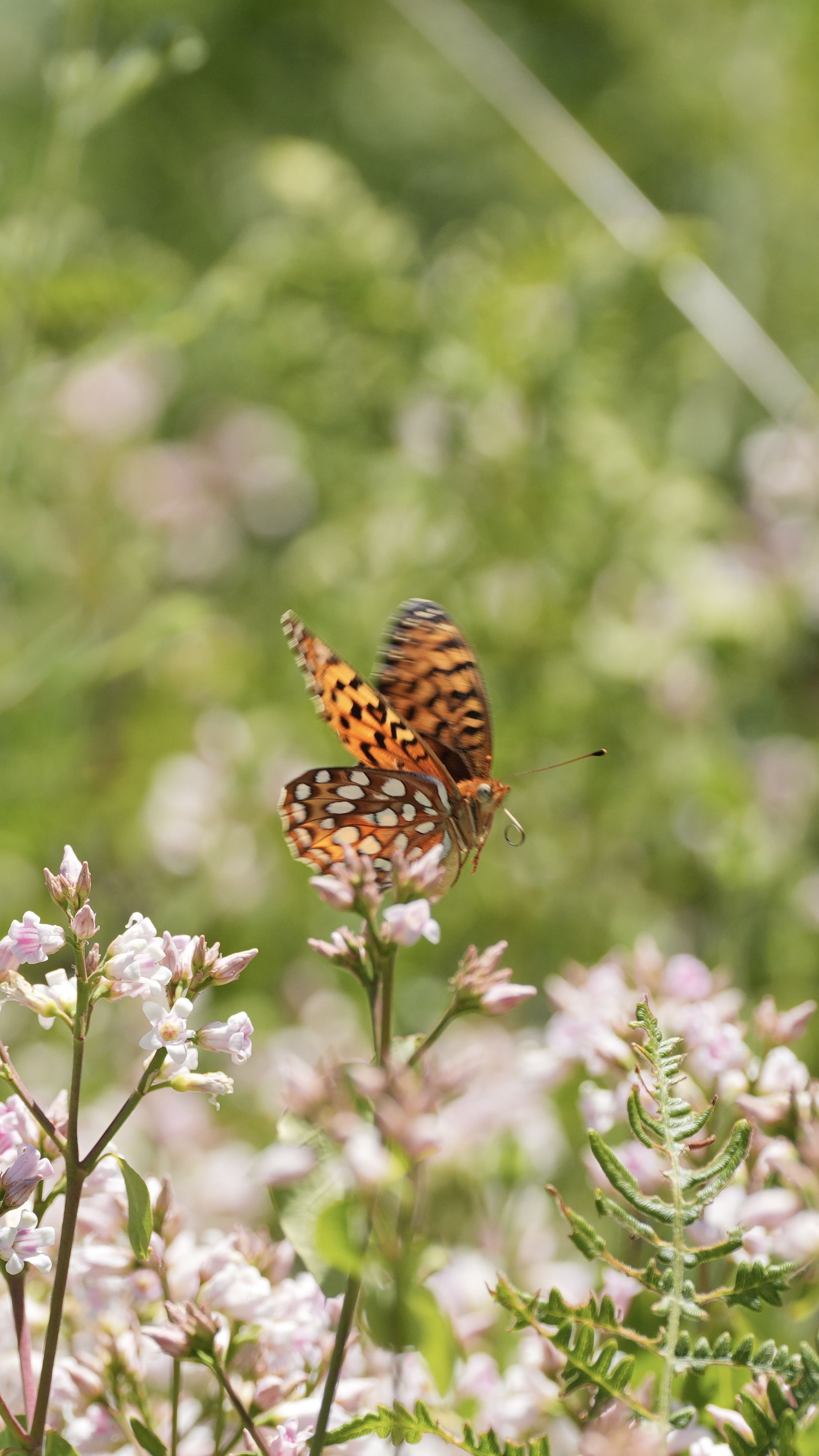 Coronis Fritillary (Speyeria coronis) | FWS.gov