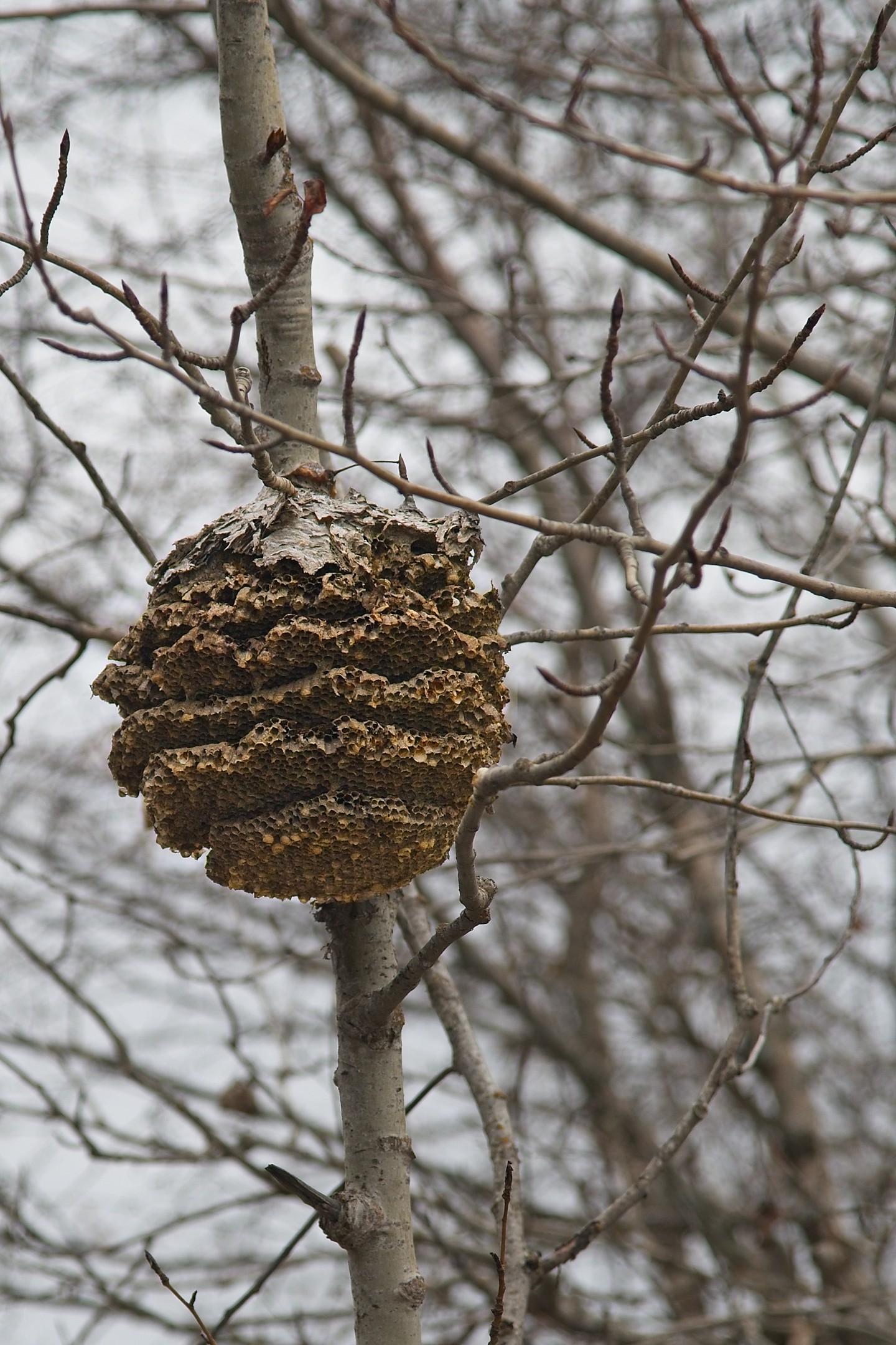 Kootenai NWR - Wasp Nest on Auto Tour | FWS.gov