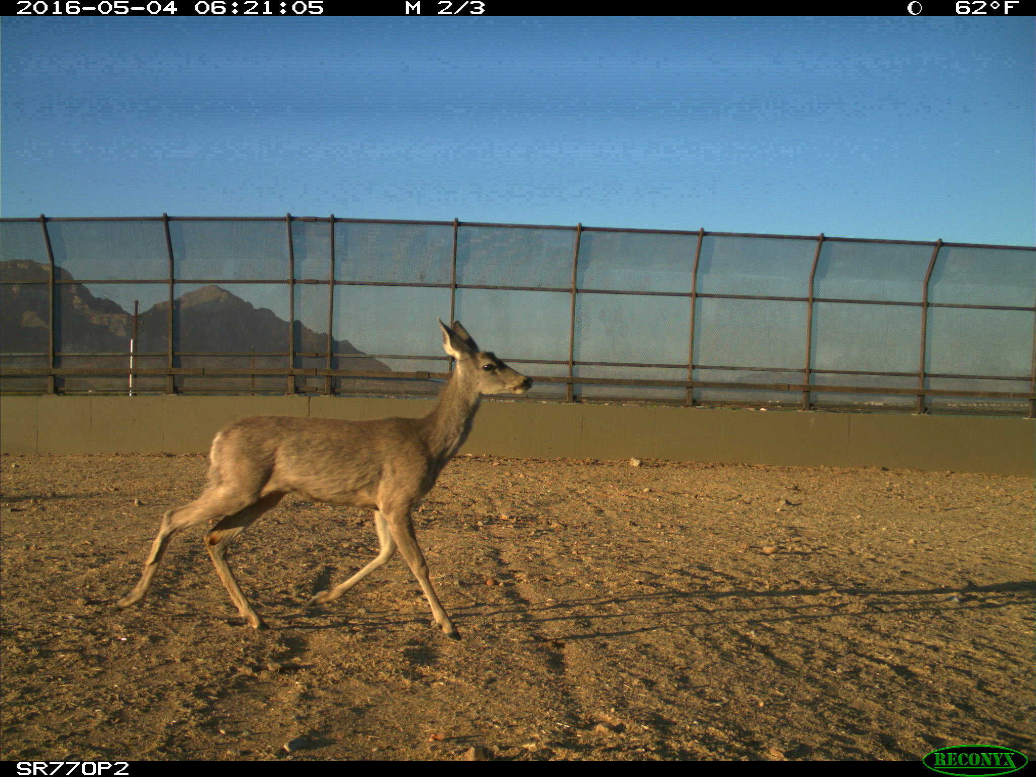Mule Deer on Wildlife Crossing | FWS.gov