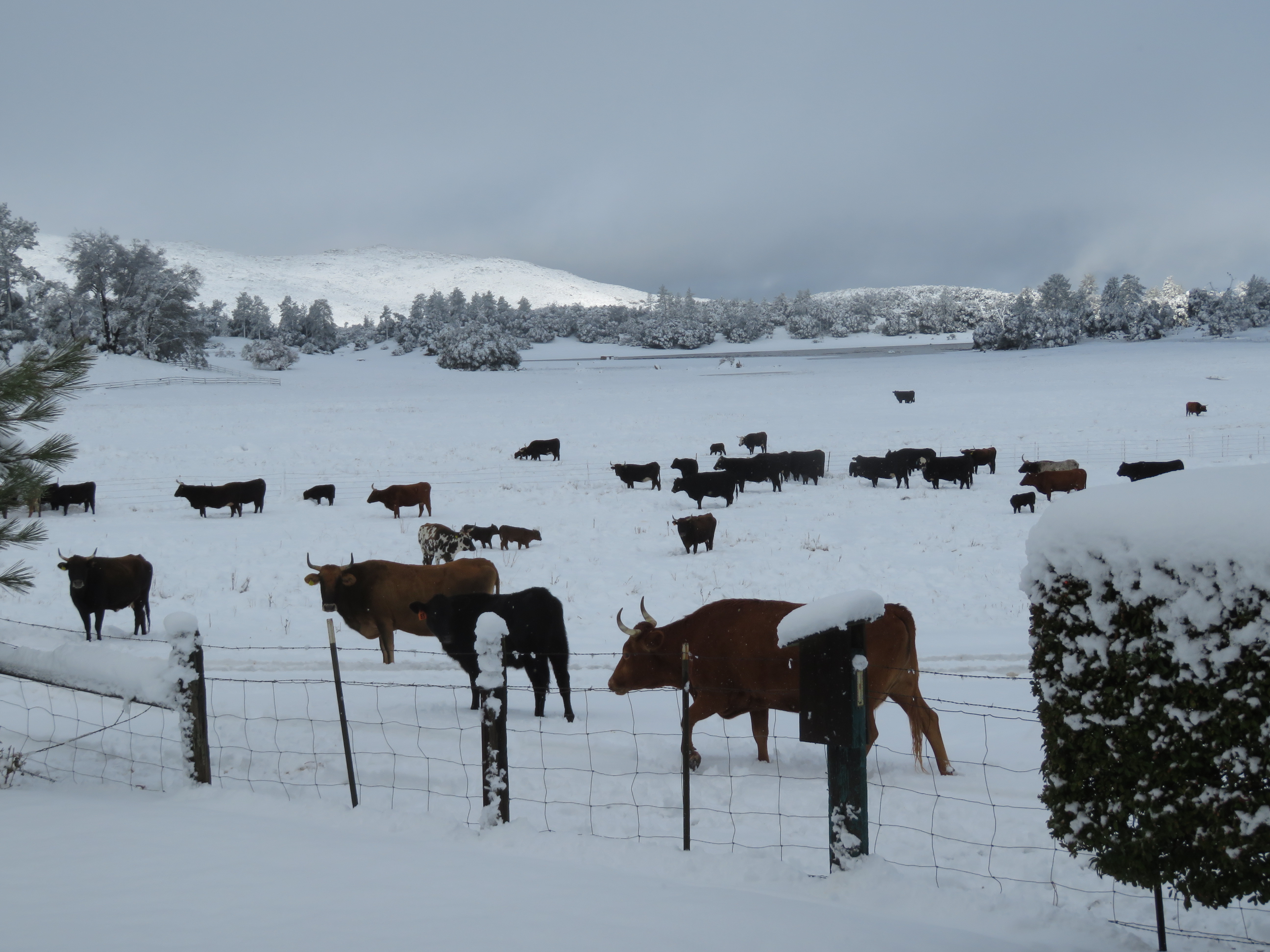 Cattle in Snow | FWS.gov