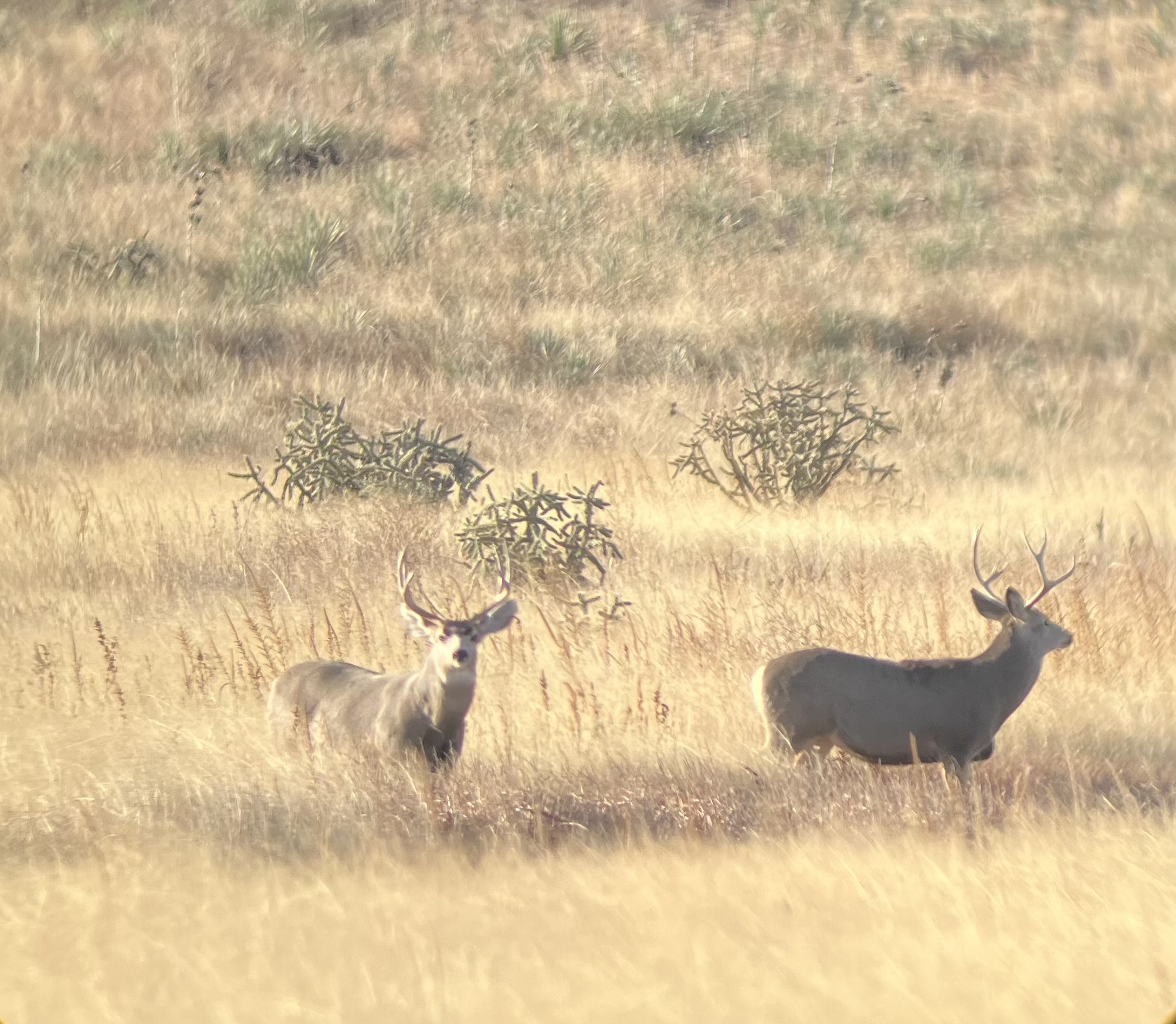 Mule Deer | FWS.gov