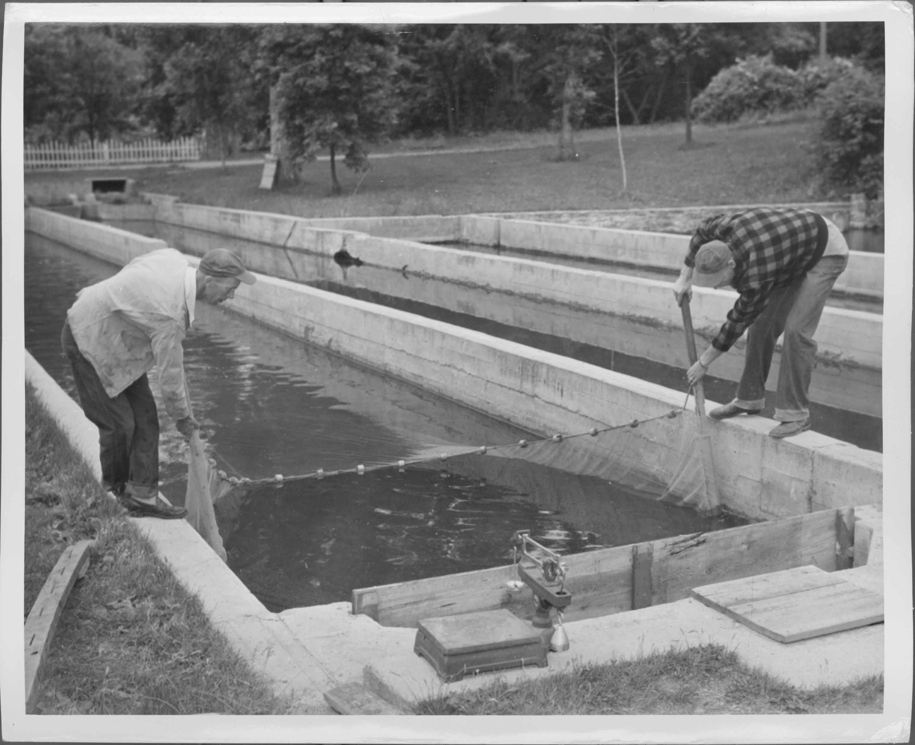 Seining Trout at D.C. Booth Historic National Fish Hatchery, 1949 | FWS.gov