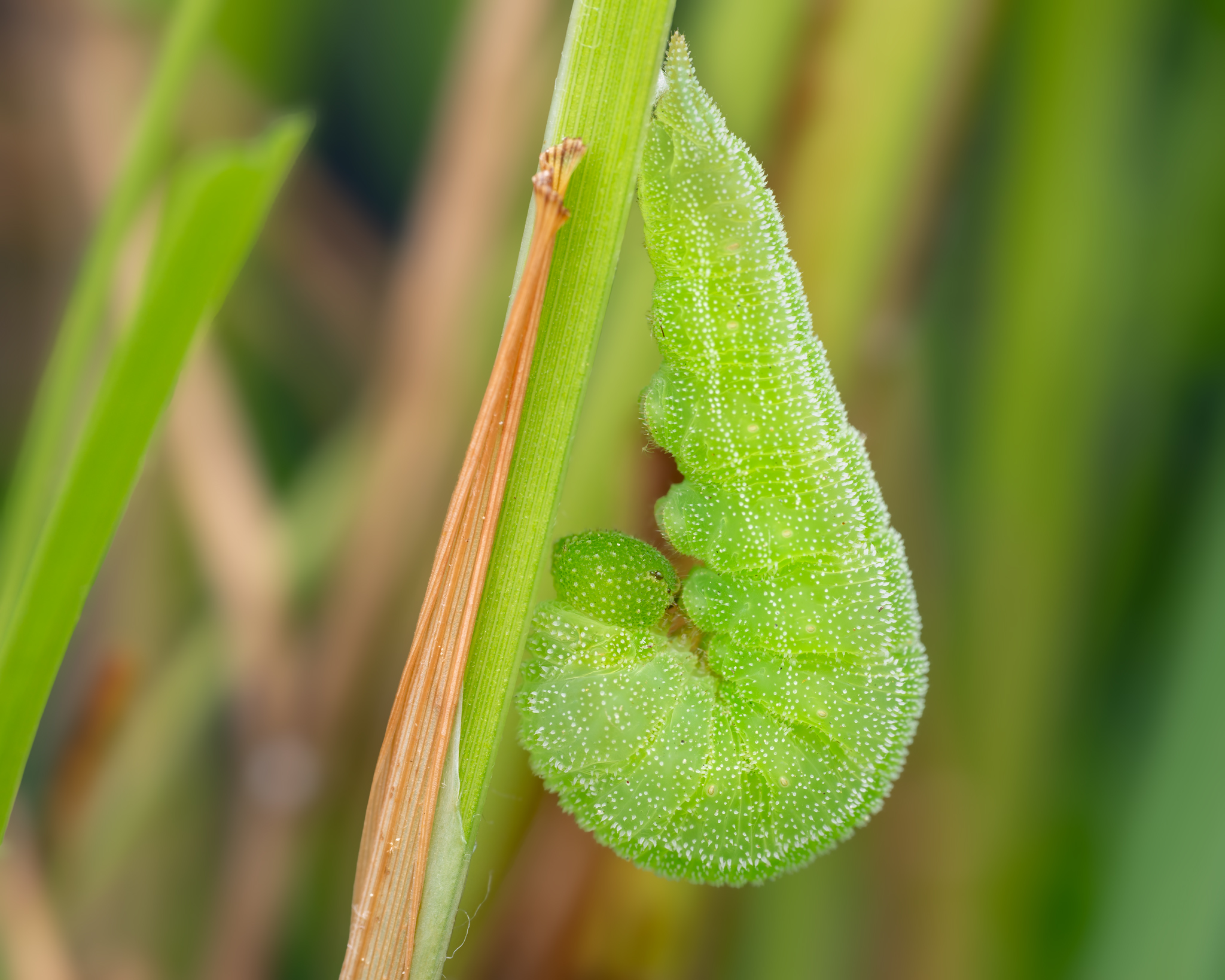 Mitchell's satyr pre-pupa | FWS.gov