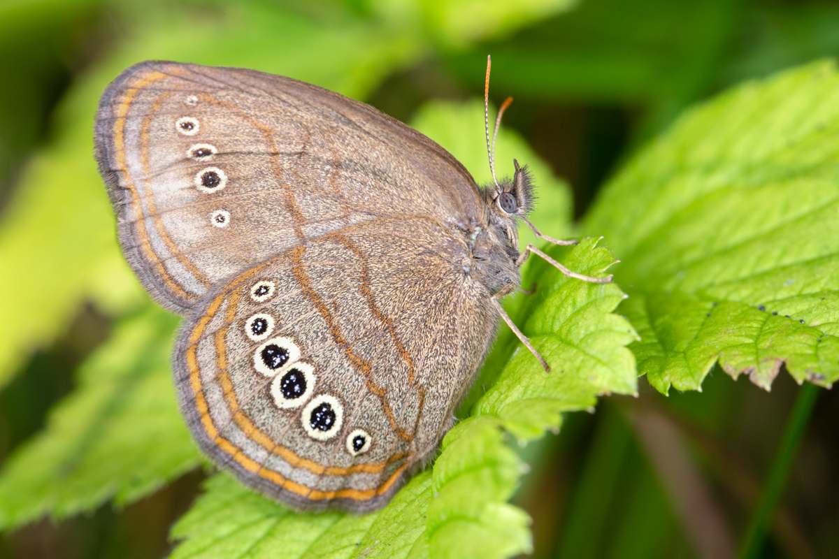 Mitchell's satyr butterfly in Michigan | FWS.gov