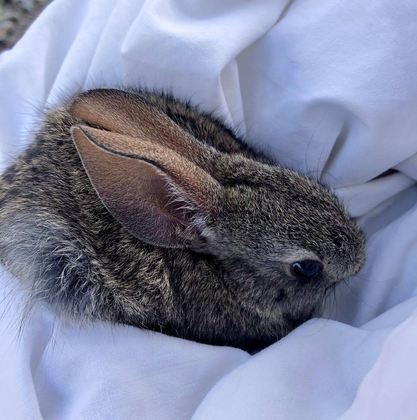 Riparian brush rabbit | FWS.gov