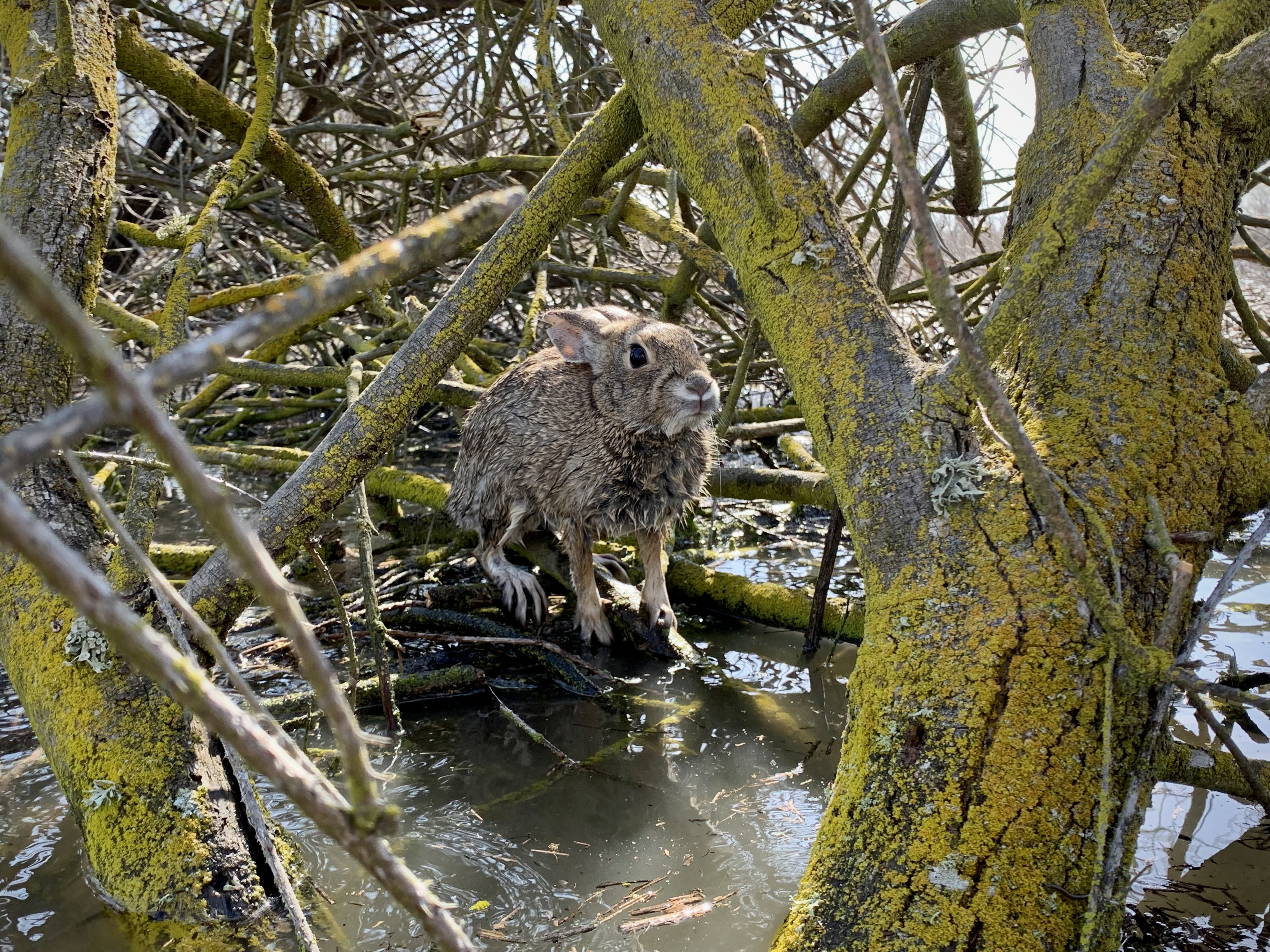 Riparian brush rabbit rescue | FWS.gov