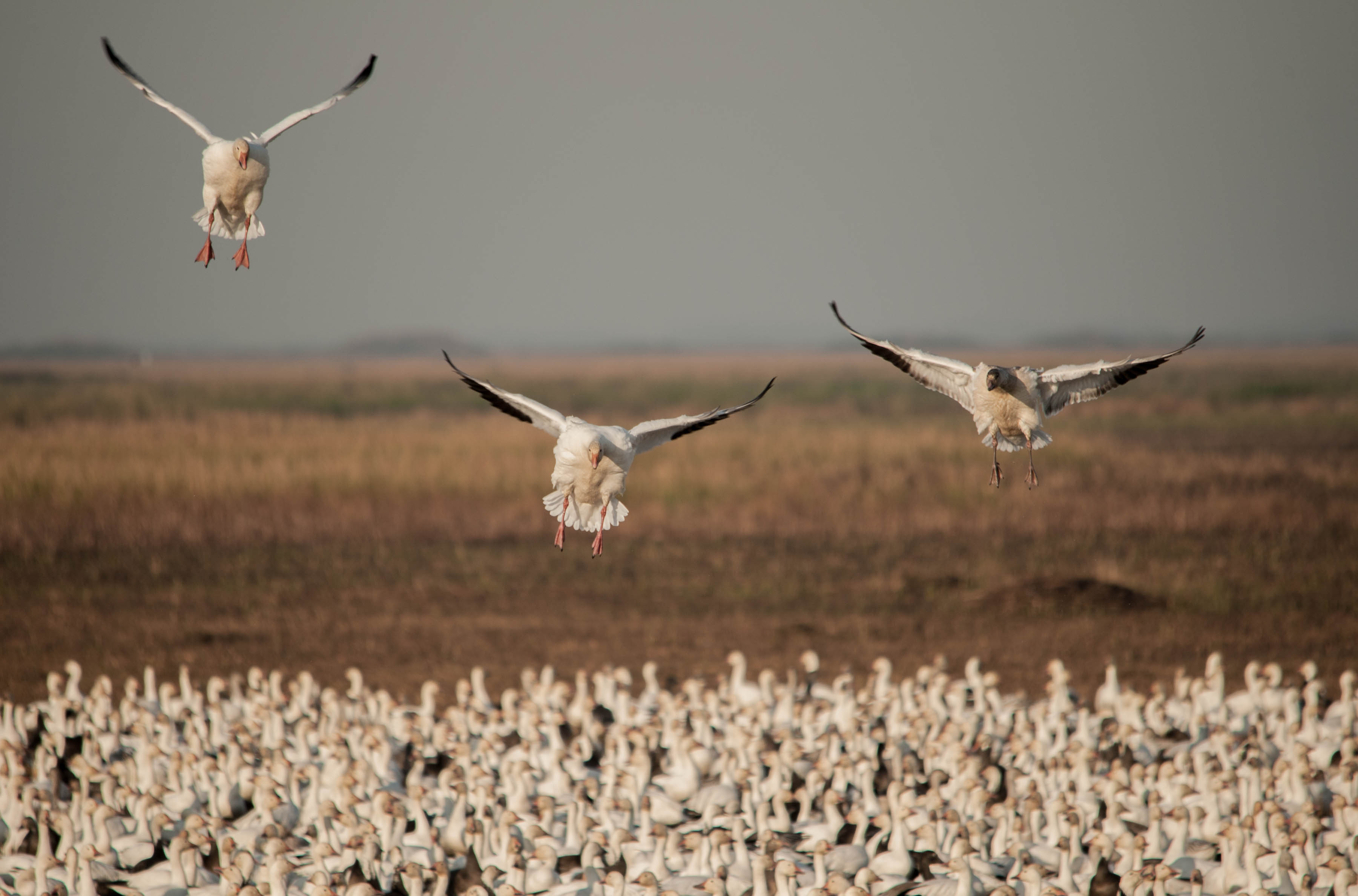 Snow geese | FWS.gov