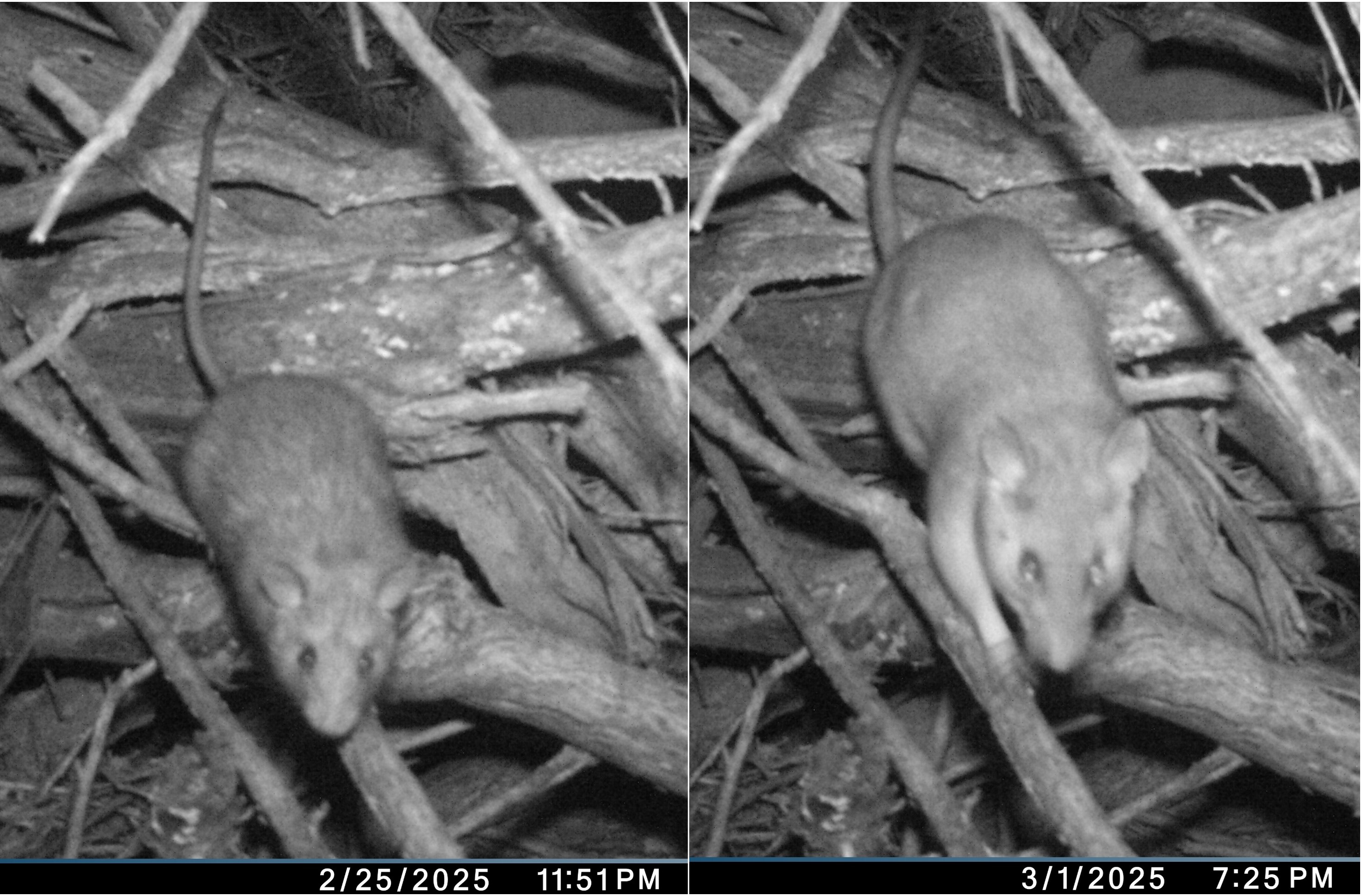 Comparison: Black rat (left) and riparian woodrat (right) | FWS.gov