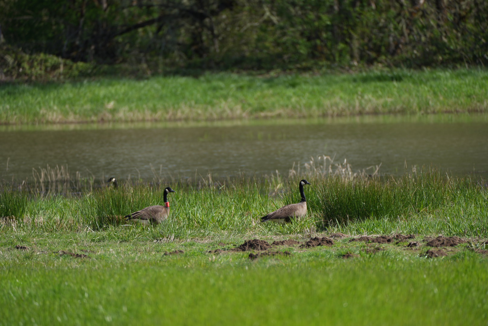dusky Canada geese at William L. Finley National Wildlife Refuge | FWS.gov