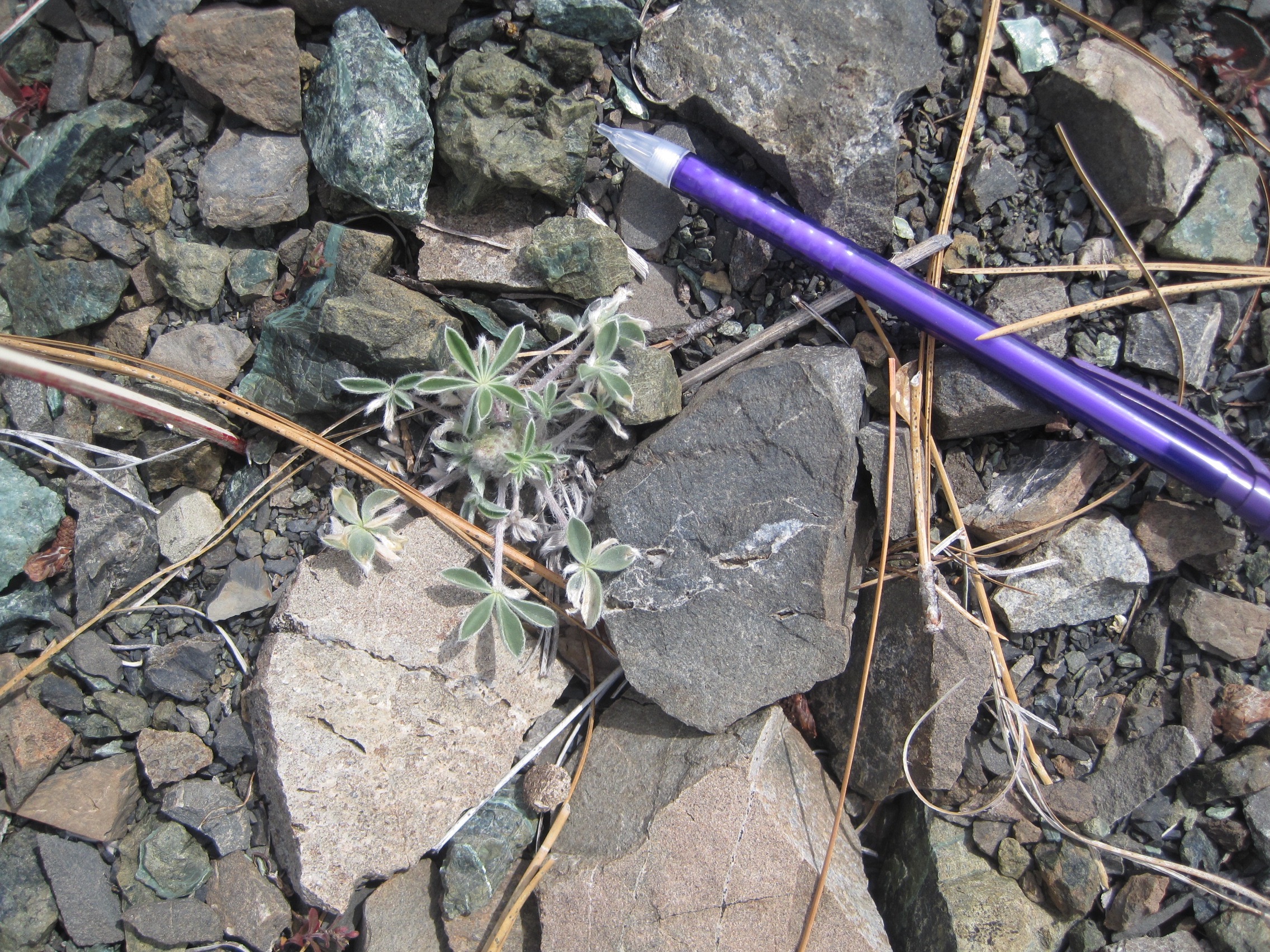 Lassics lupine shown in comparison to a pencil | FWS.gov