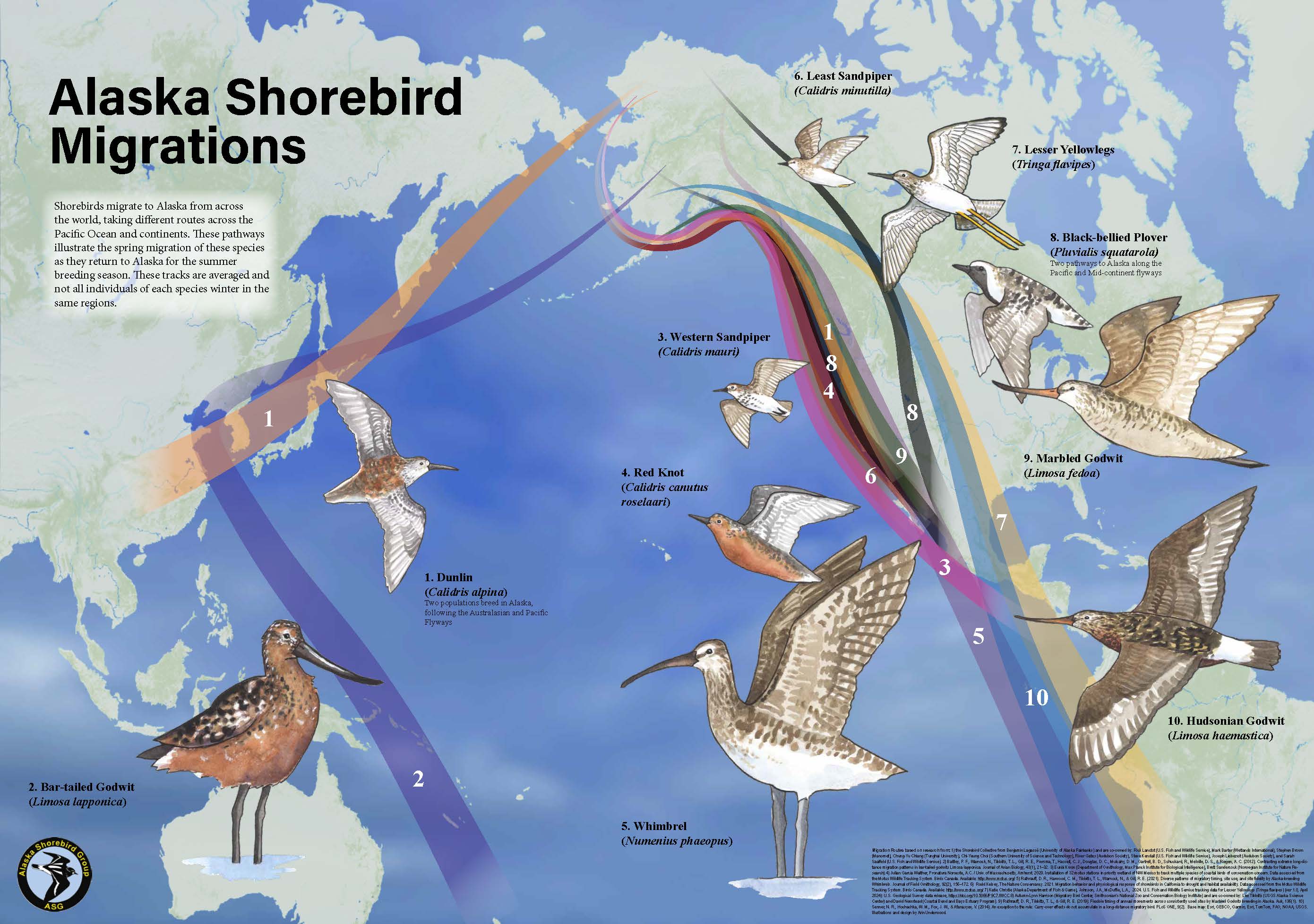 Alaska's Shorebird Migrations | FWS.gov