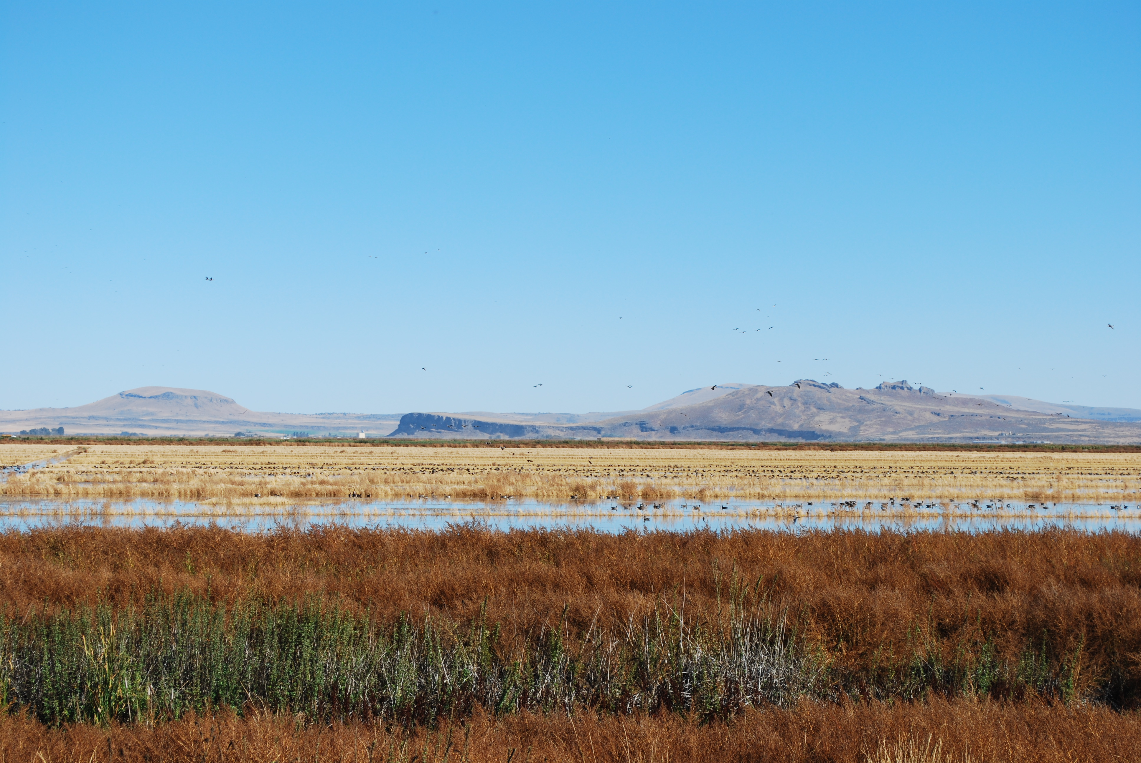 Wetlands and migratory birds | FWS.gov