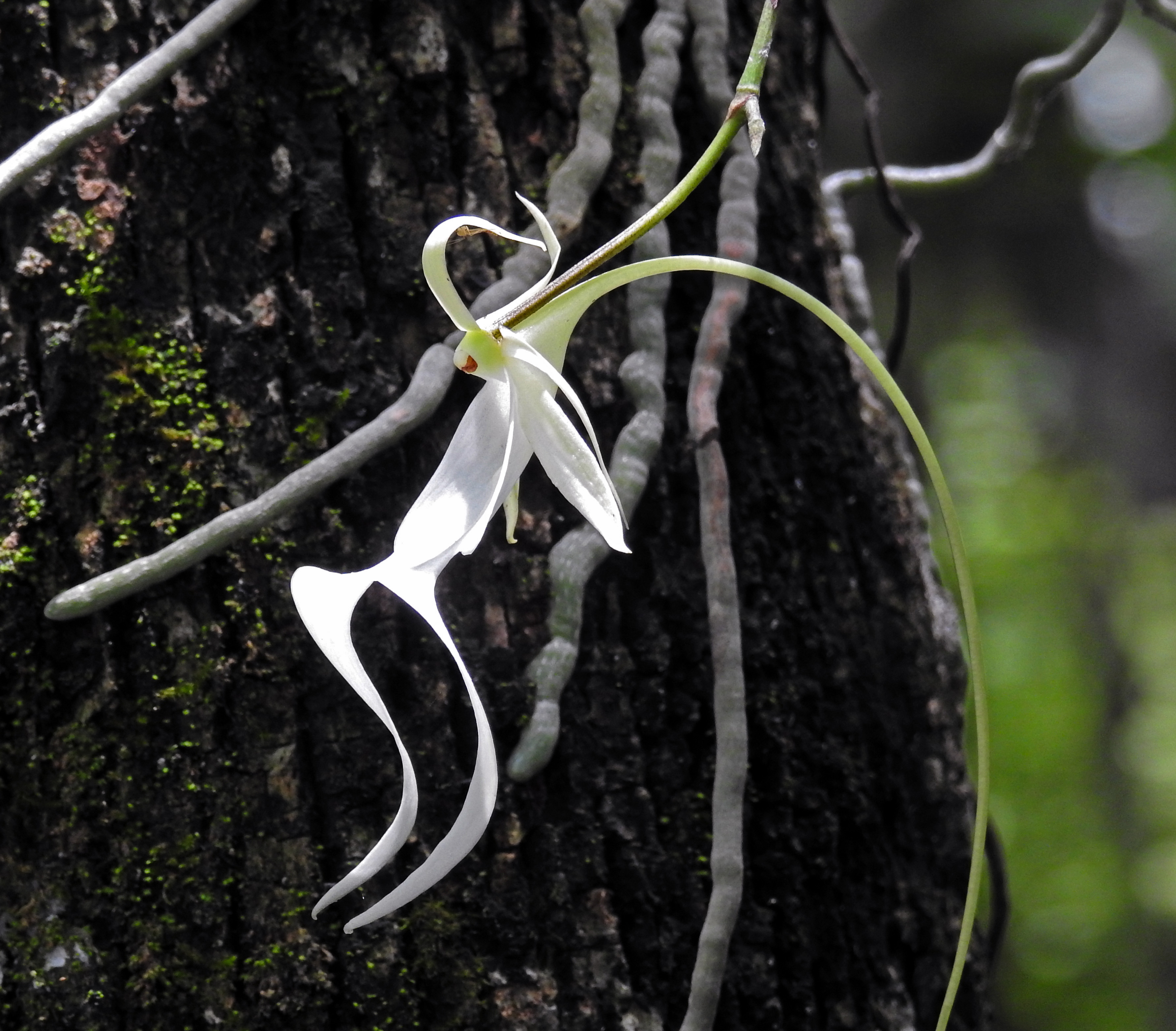 Ghost orchid & tree | FWS.gov