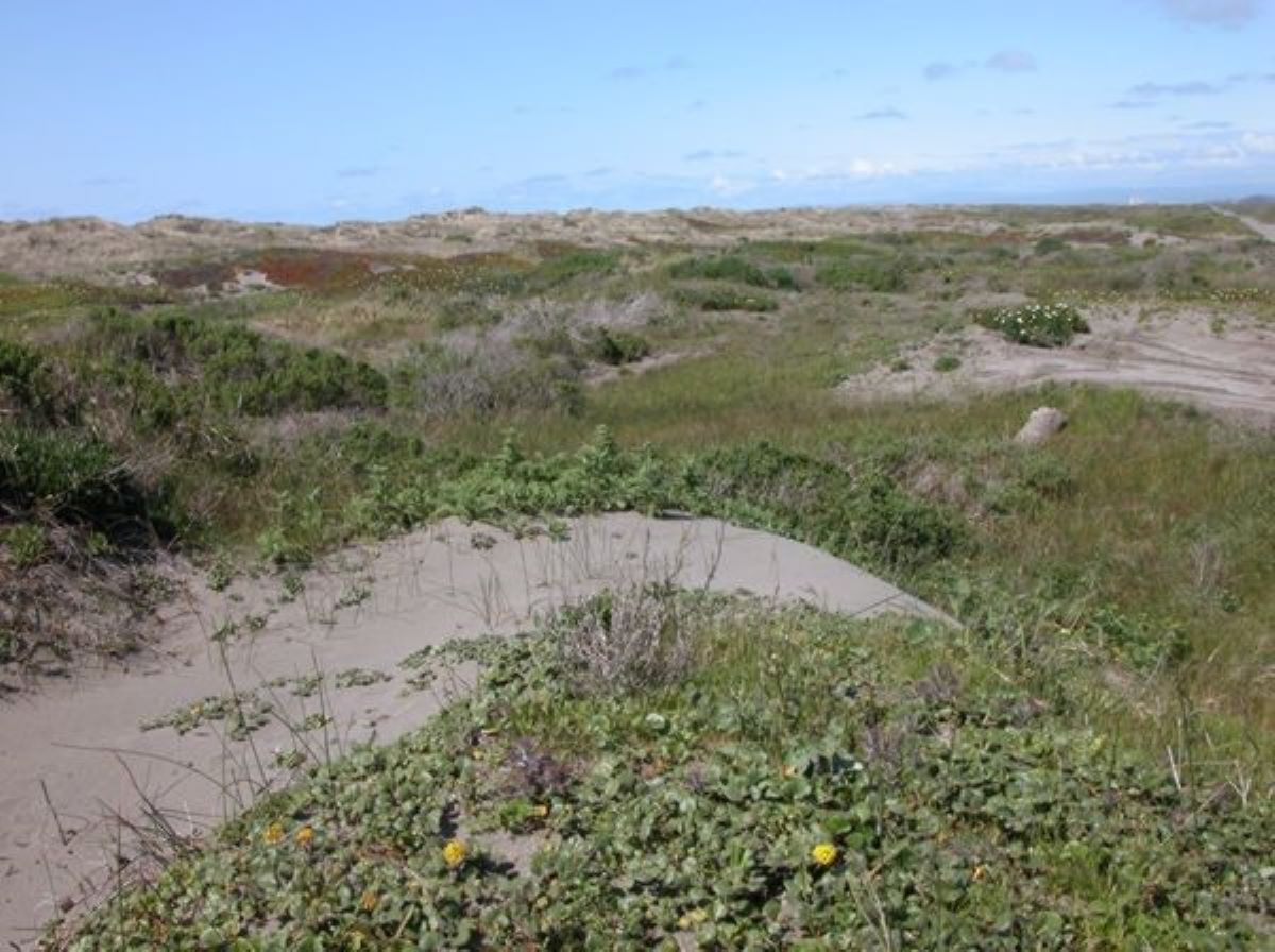 Beach Layia 9 | FWS.gov