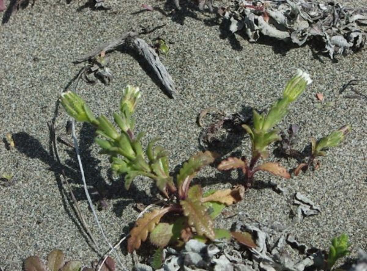 Beach Layia 4 | FWS.gov