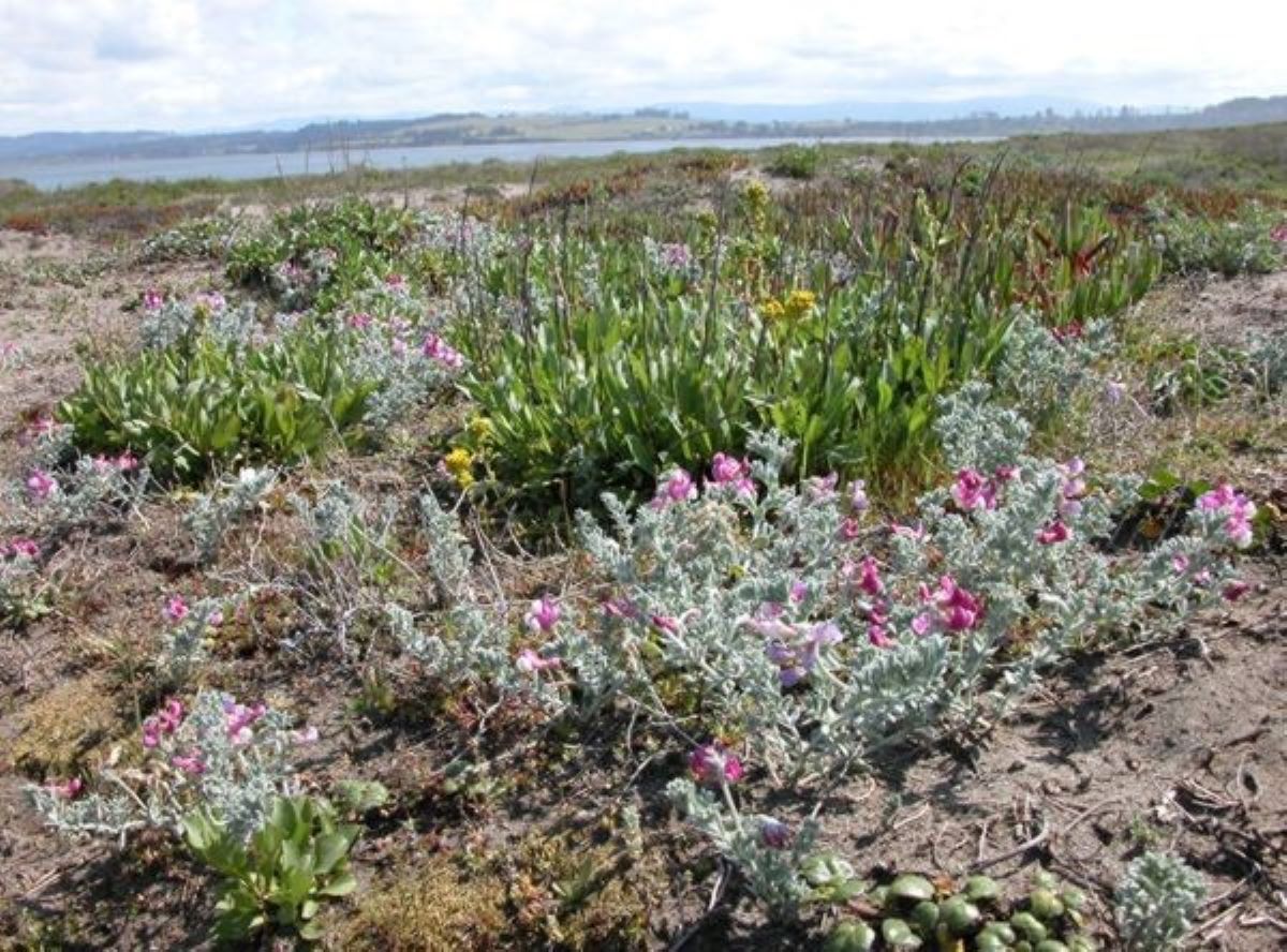 Beach Layia 7 | FWS.gov