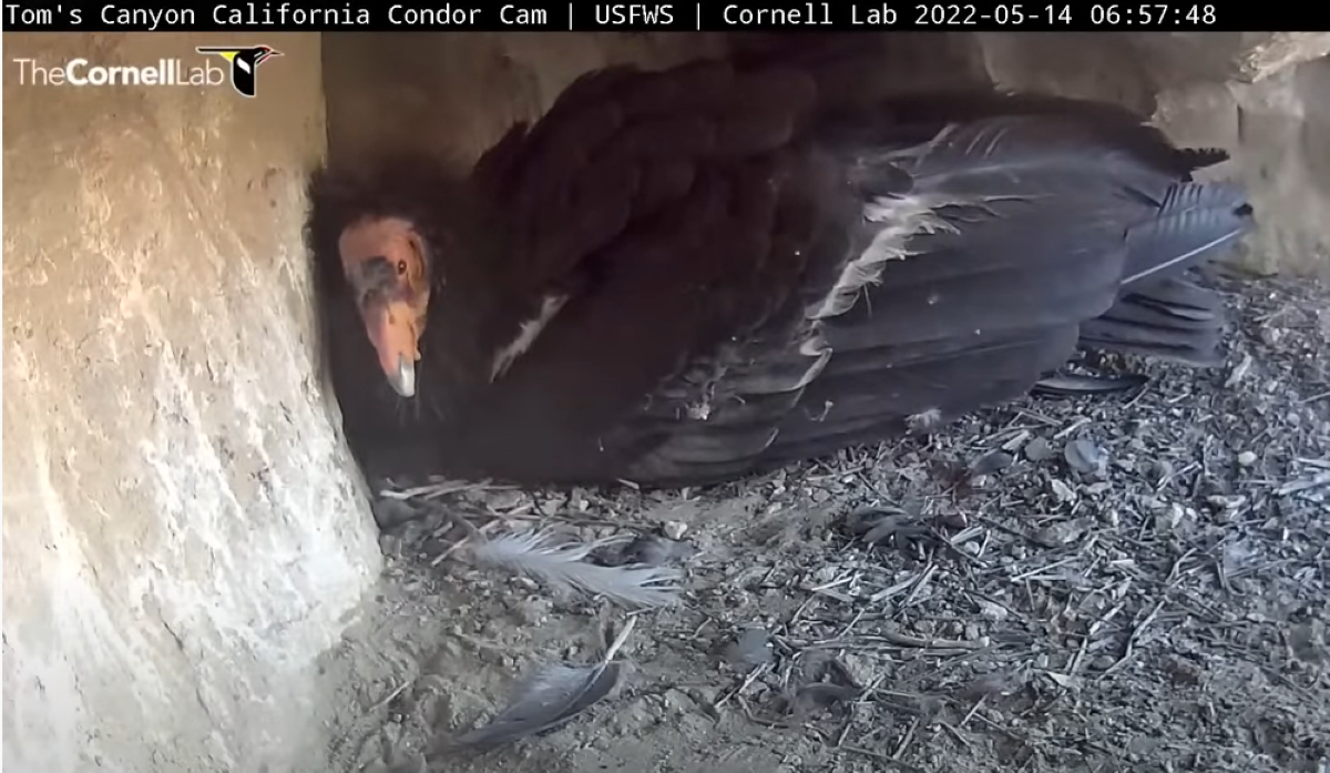 Toms Canyon Condor Male #862 | FWS.gov
