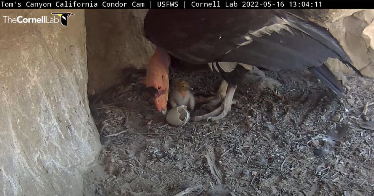 Male condor and chick | FWS.gov