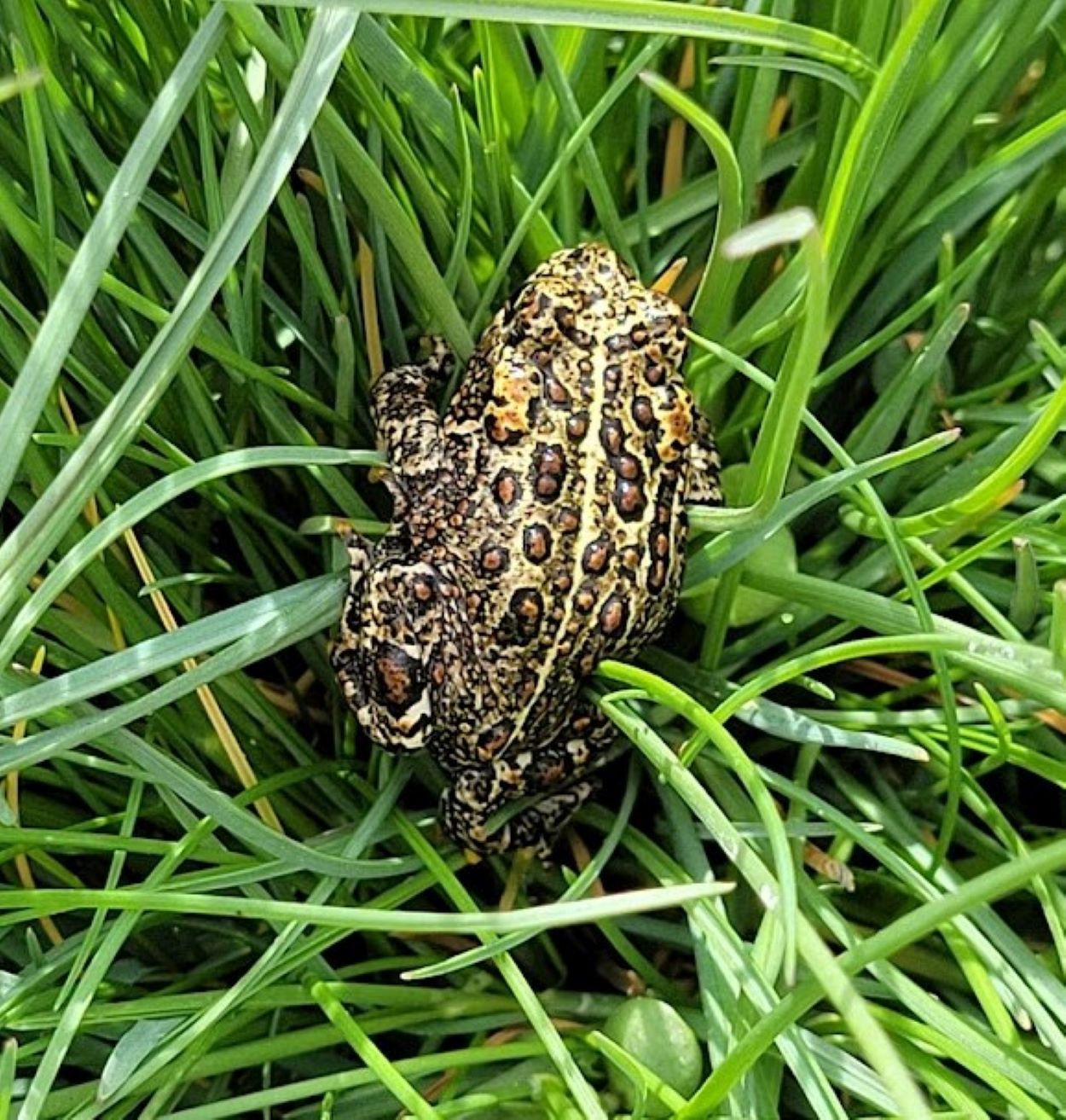 A Dixie Valley toad crawls through wetland habitat. | FWS.gov