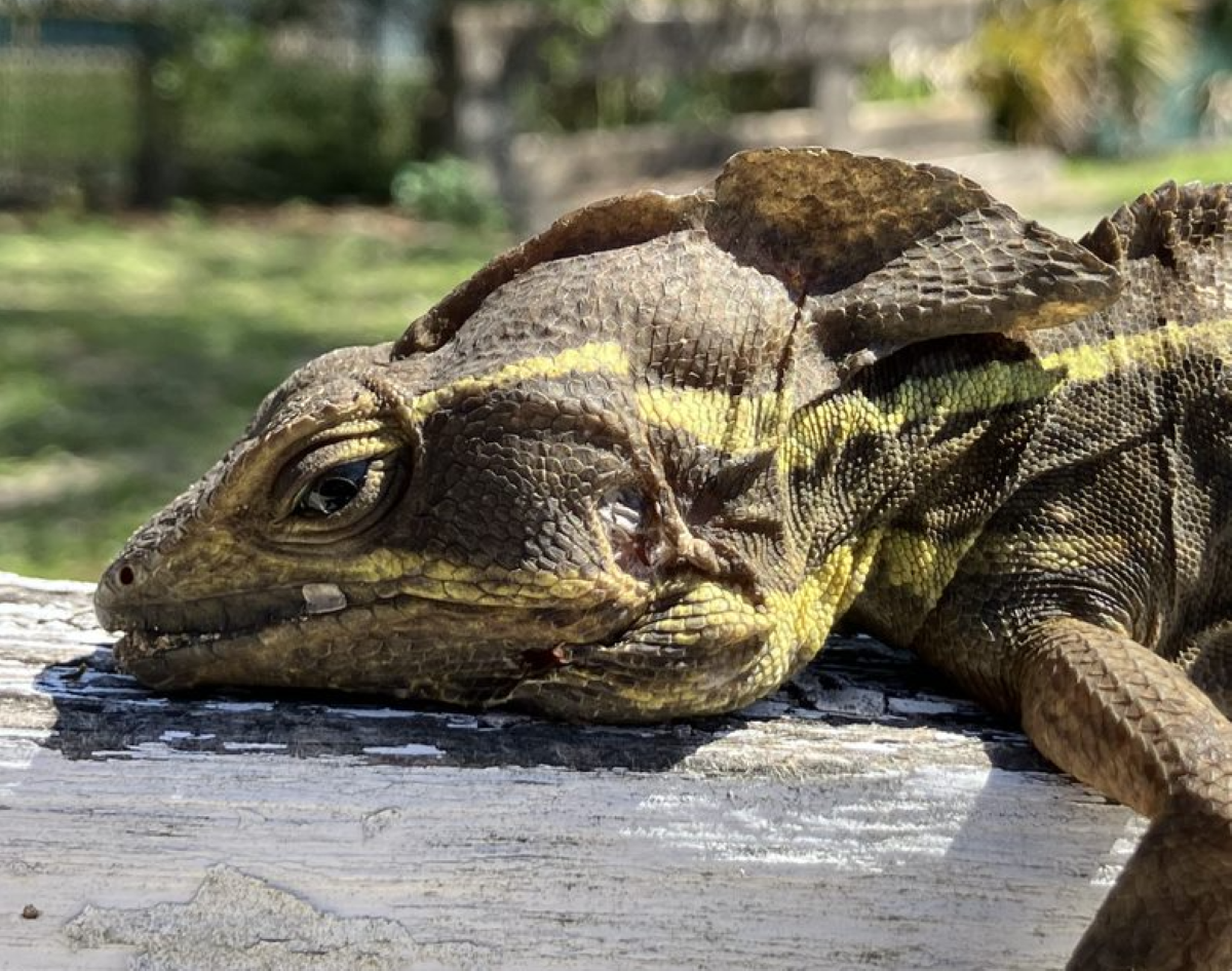 Invasive brown basilisk lizard collected during invasive reptile ...