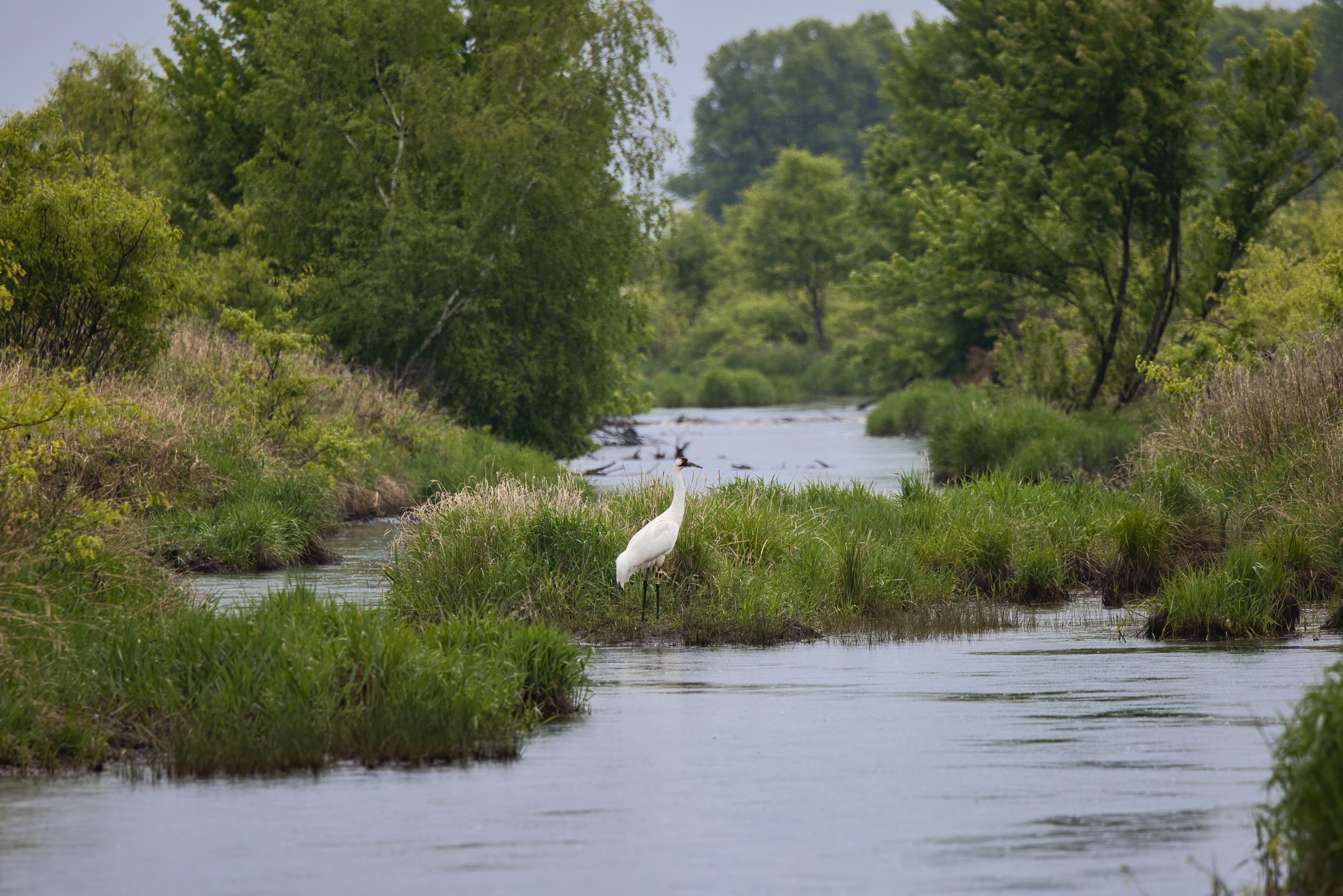 Little Yellow River Restoration | FWS.gov