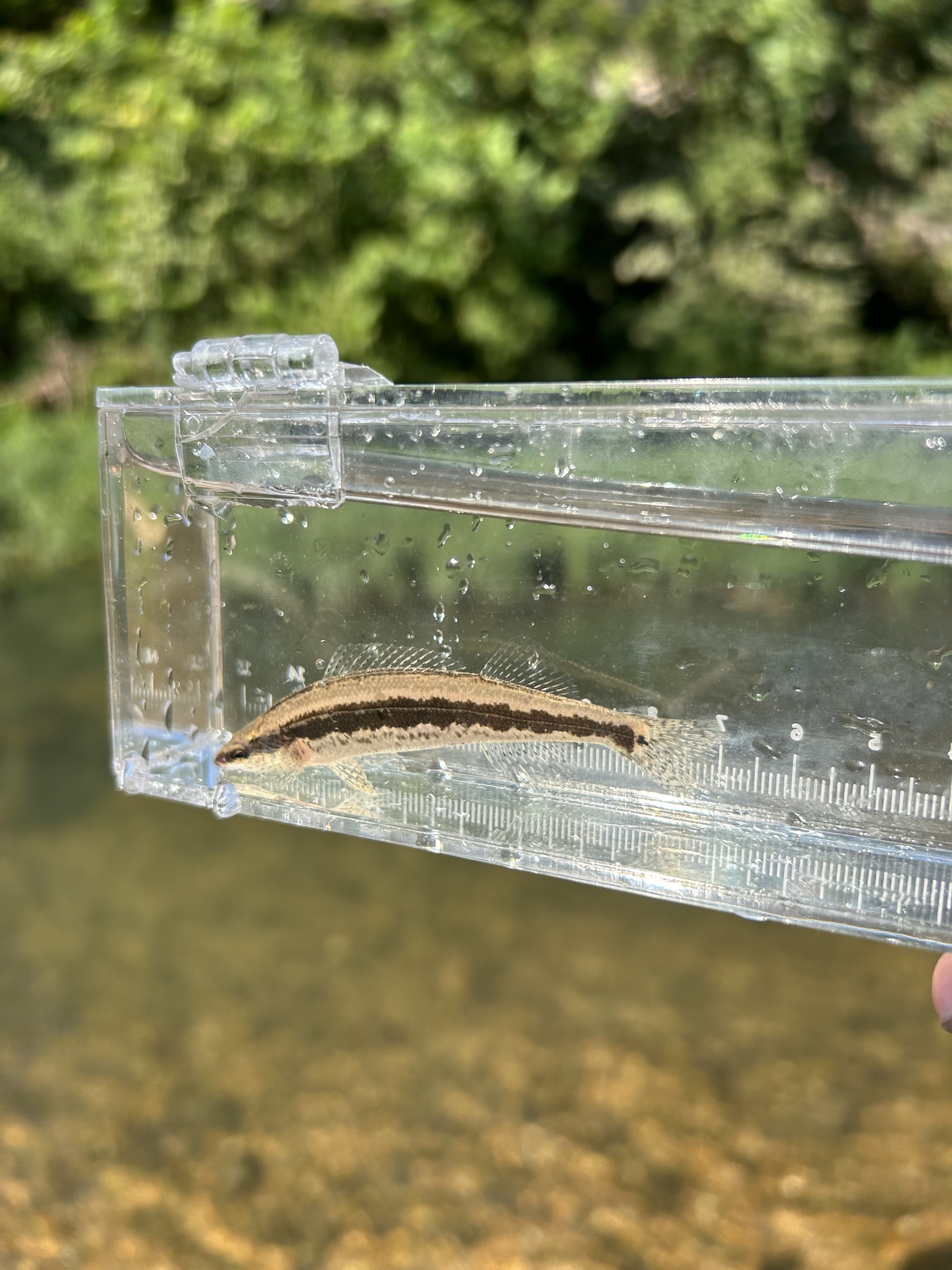 Bluestripe darter | FWS.gov