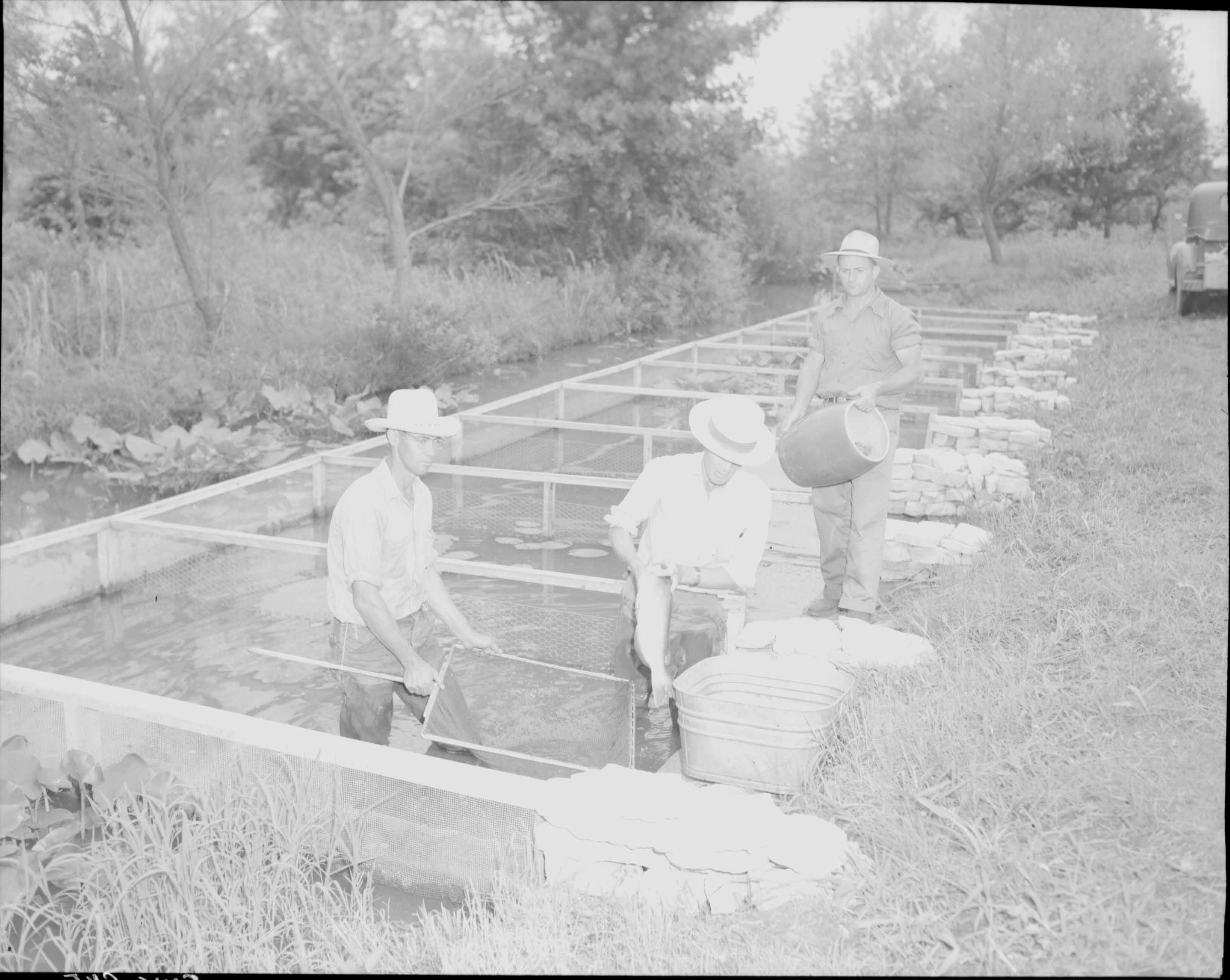 Channel Catfish Brood Pens at Tishomingo National Fish Hatchery, 1949 ...