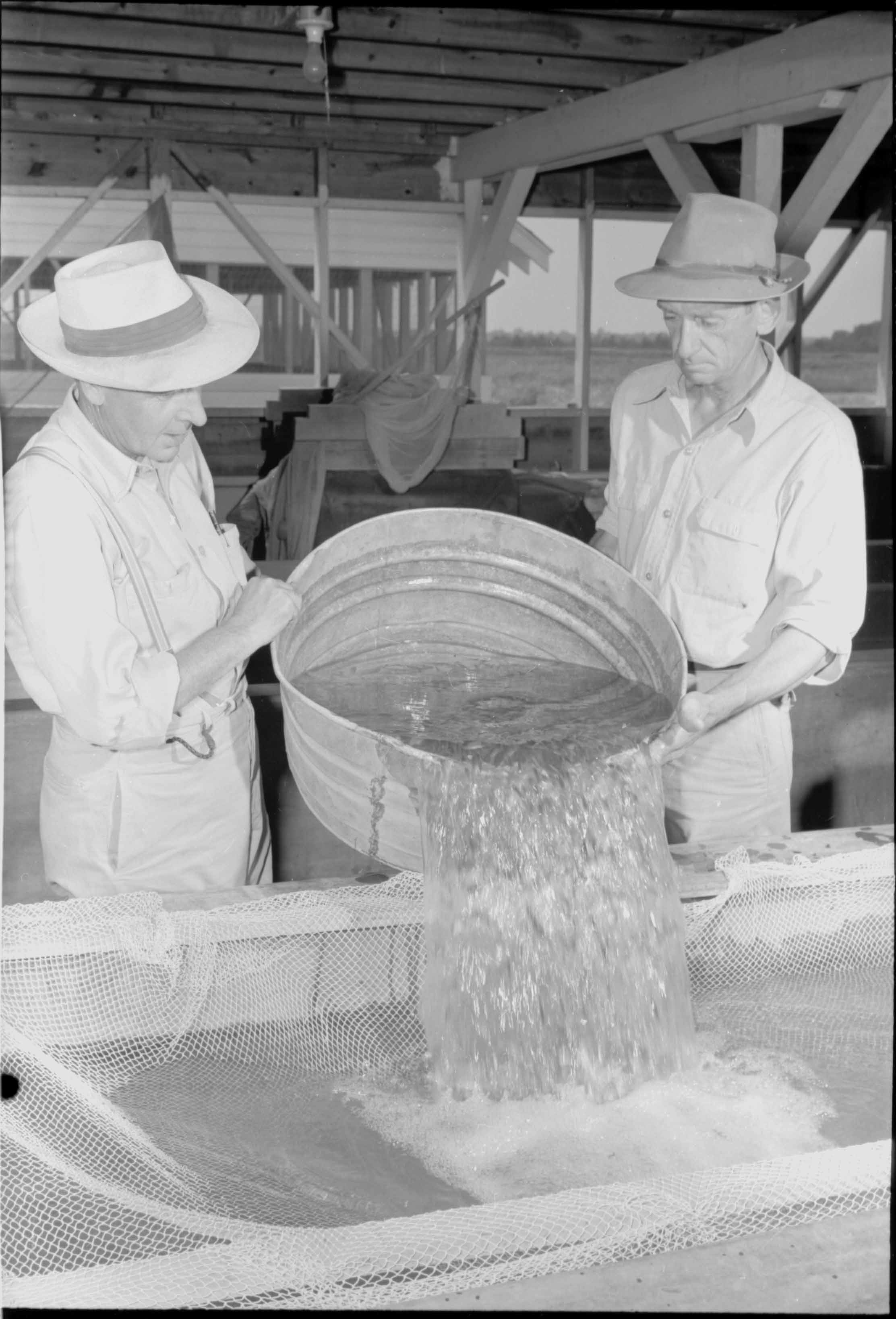 Grading Bass Fingerlings for Size at Corning Fish Cultural Station ...