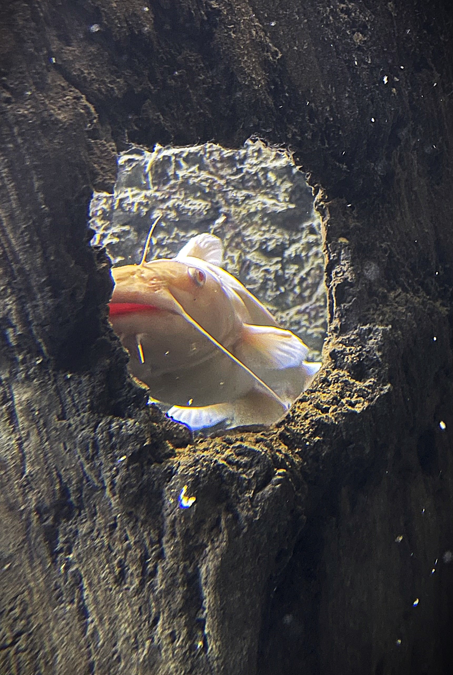 Peekaboo Catfish | FWS.gov