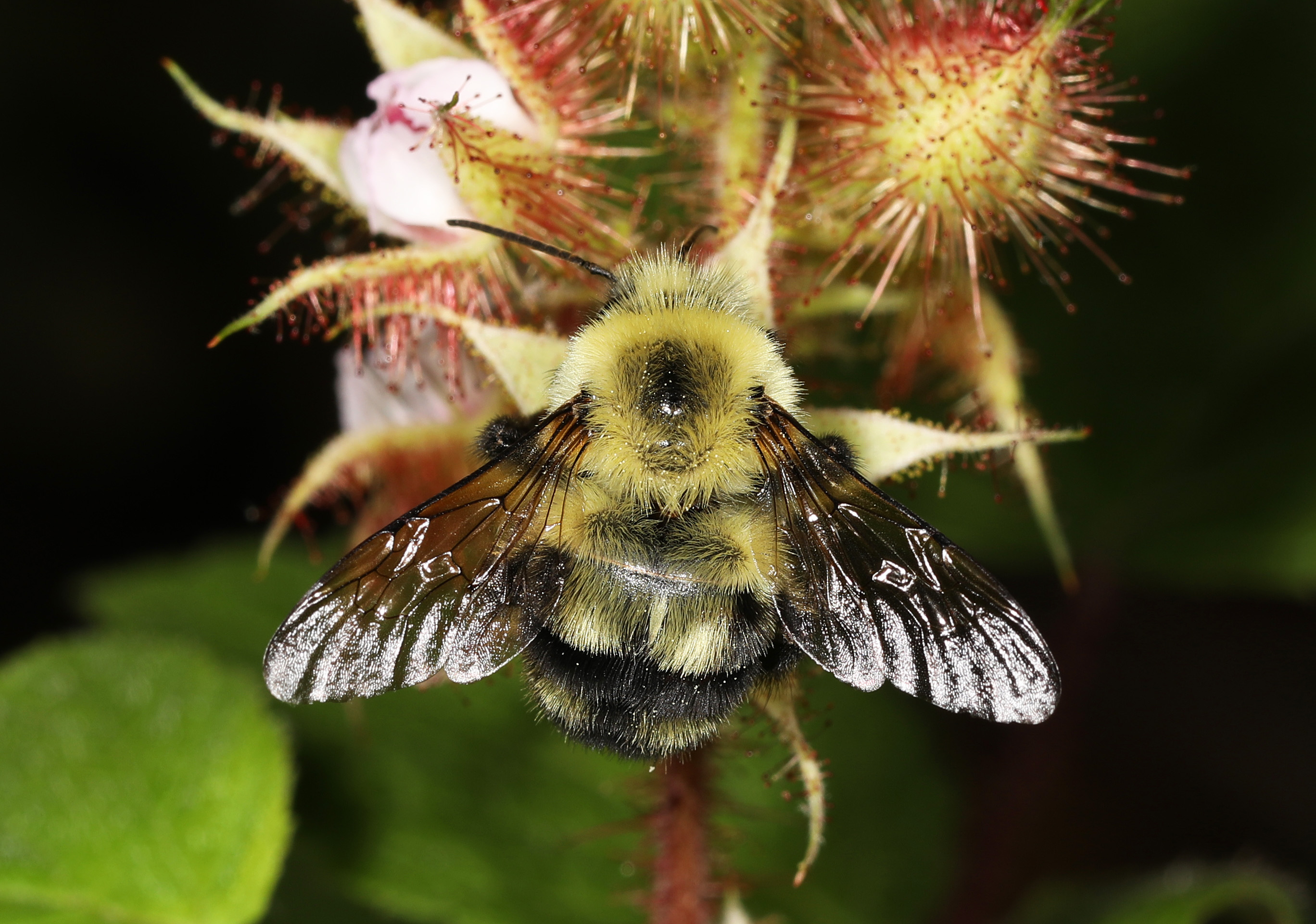 American bumble bee | FWS.gov
