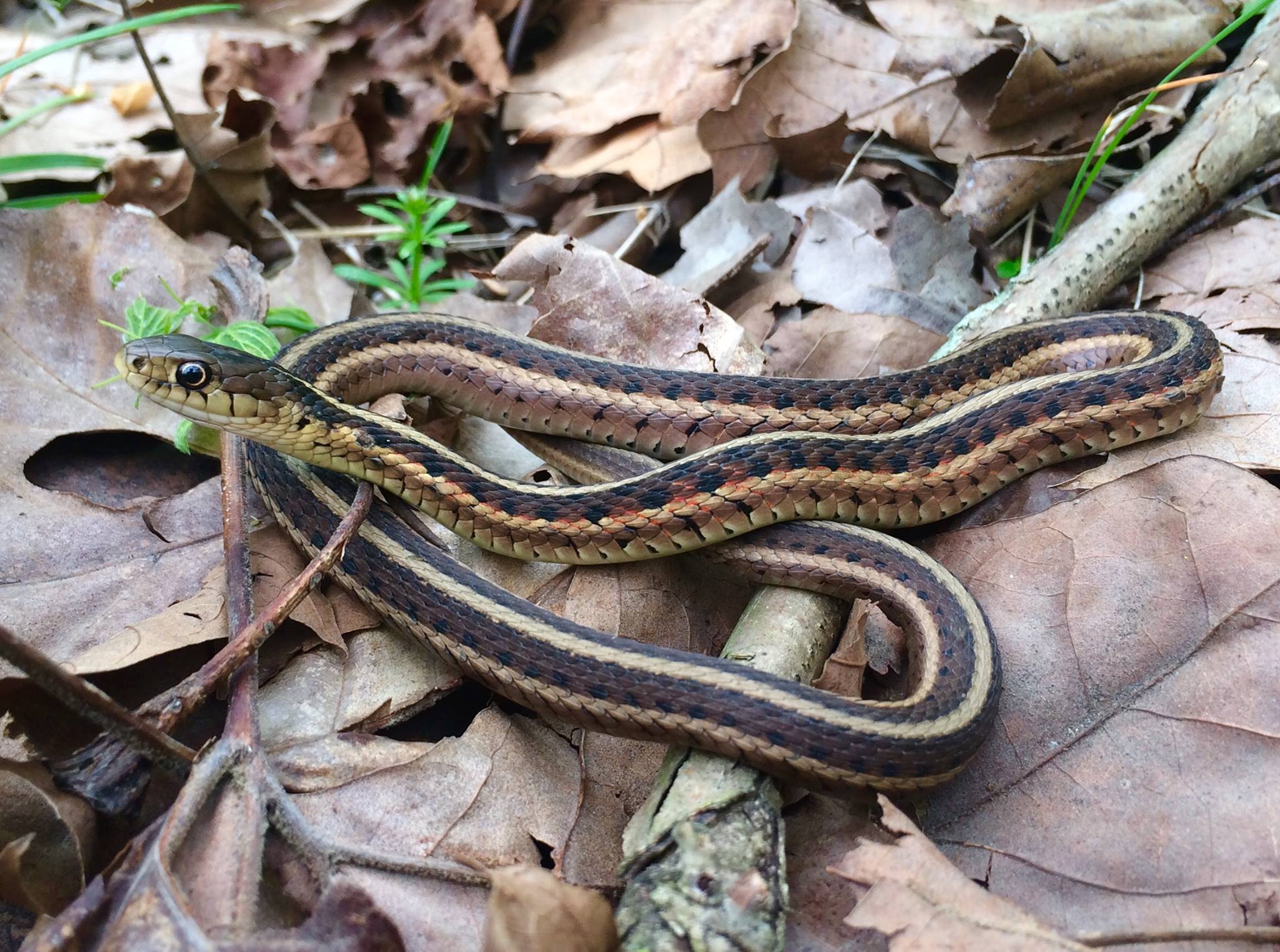 Common garter snake | FWS.gov