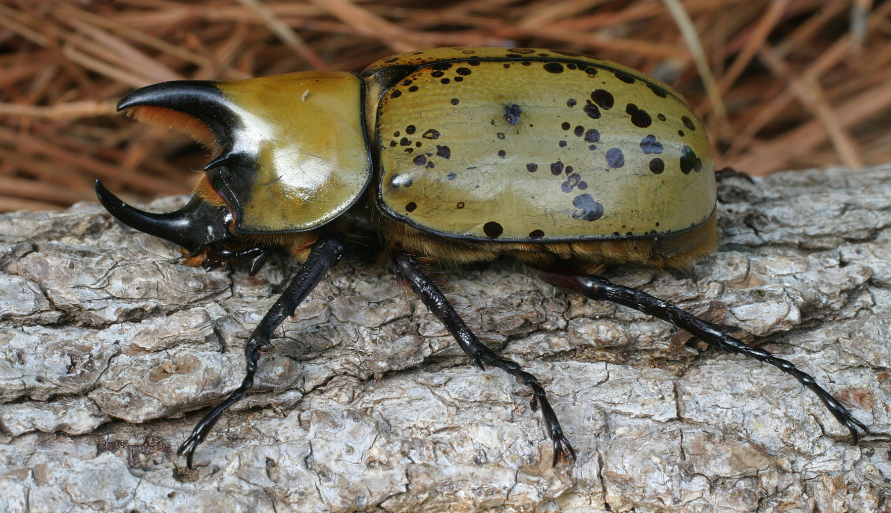 Eastern Hercules beetle | FWS.gov