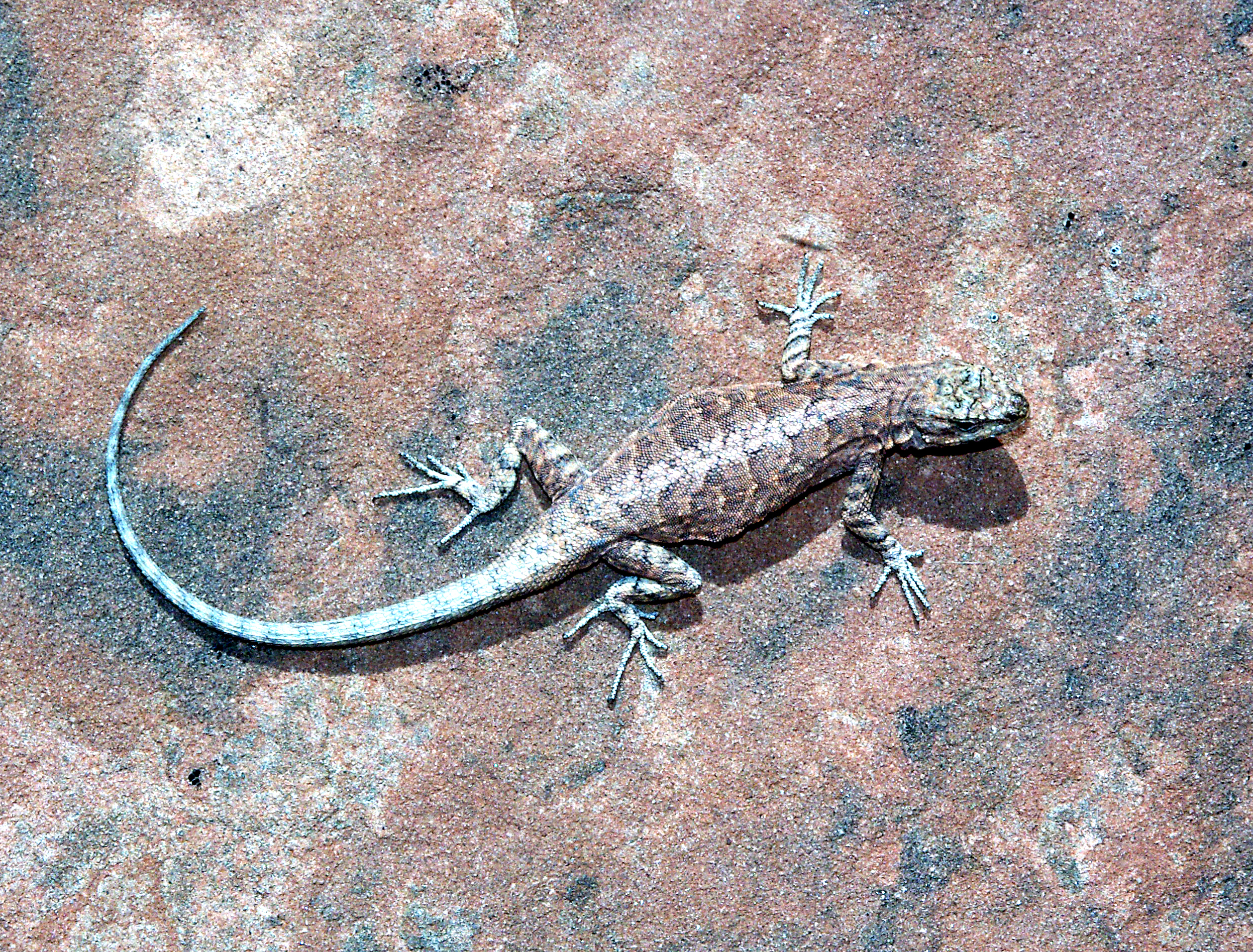 Sagebrush lizard | FWS.gov