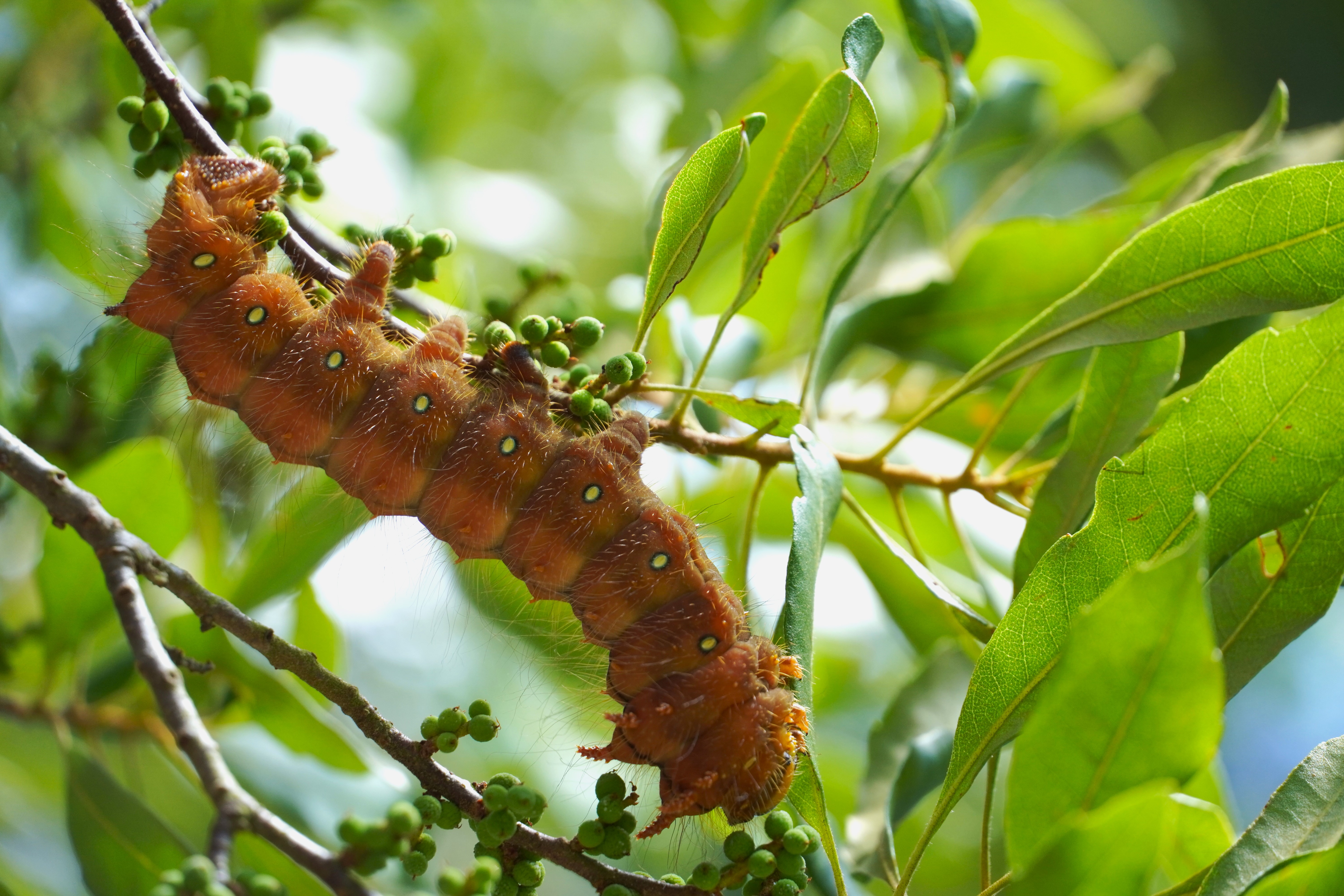 Imperial Moth Larva | FWS.gov