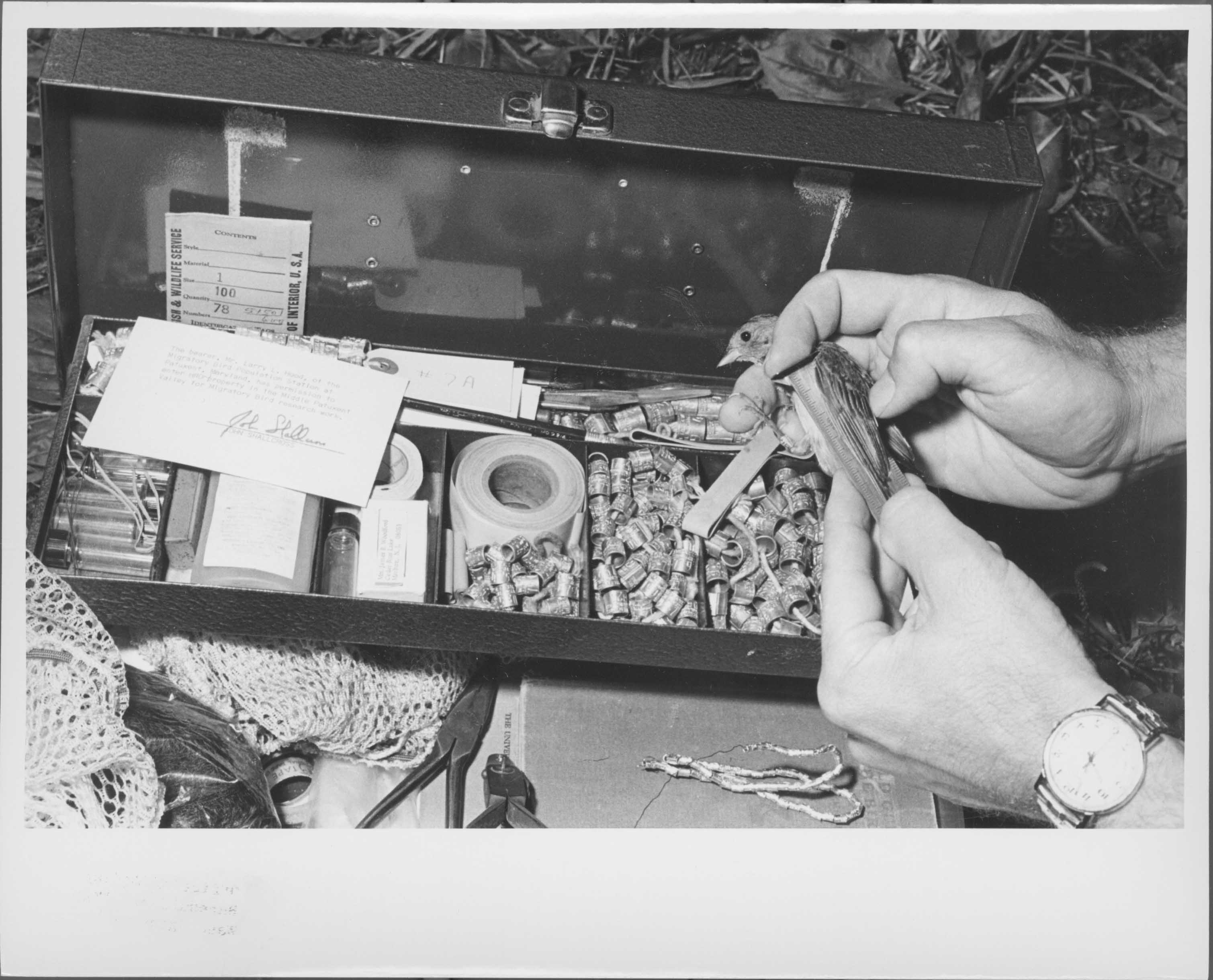 Measuring the Wing of an Indigo Bunting at Patuxent Research Refuge ...