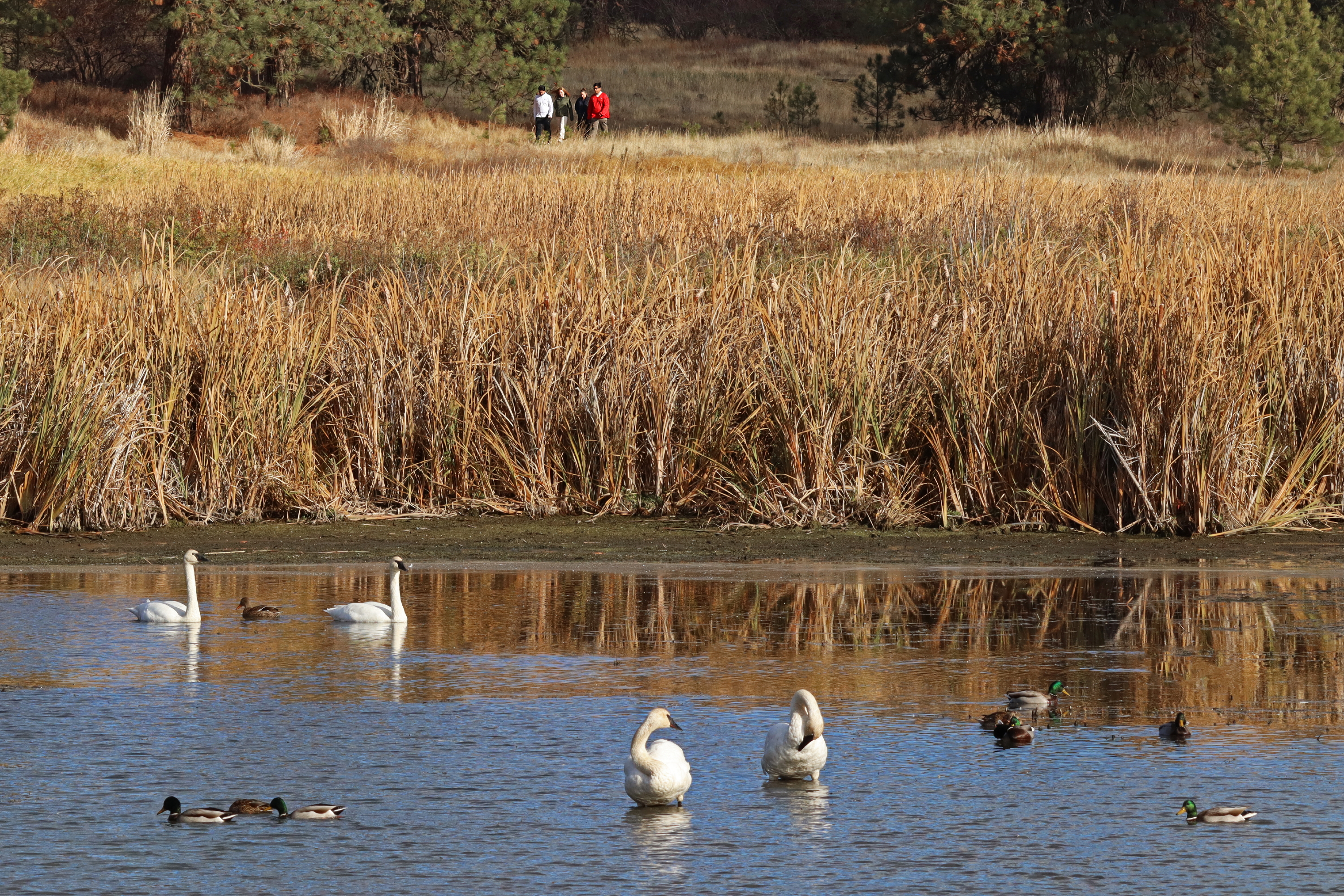 Turnbull NWR - Waterfowl on Winslow Pond | FWS.gov